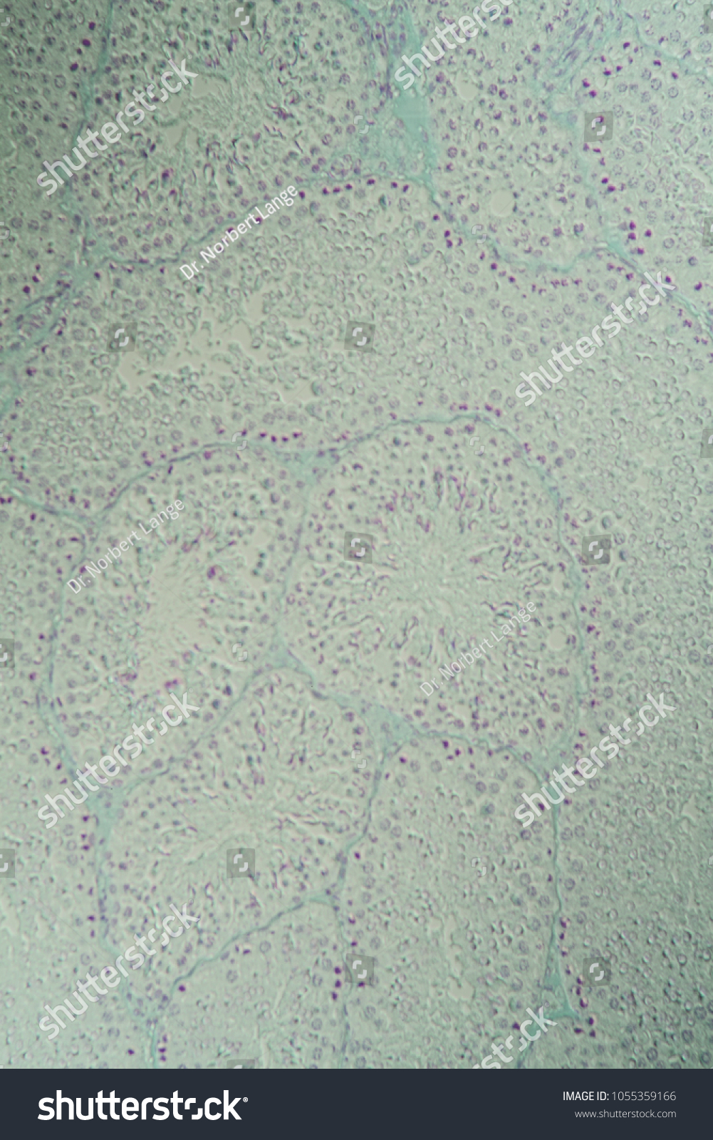 Testicle Cross Section Under Microscope Stock Photo (Edit Now) 1055359166