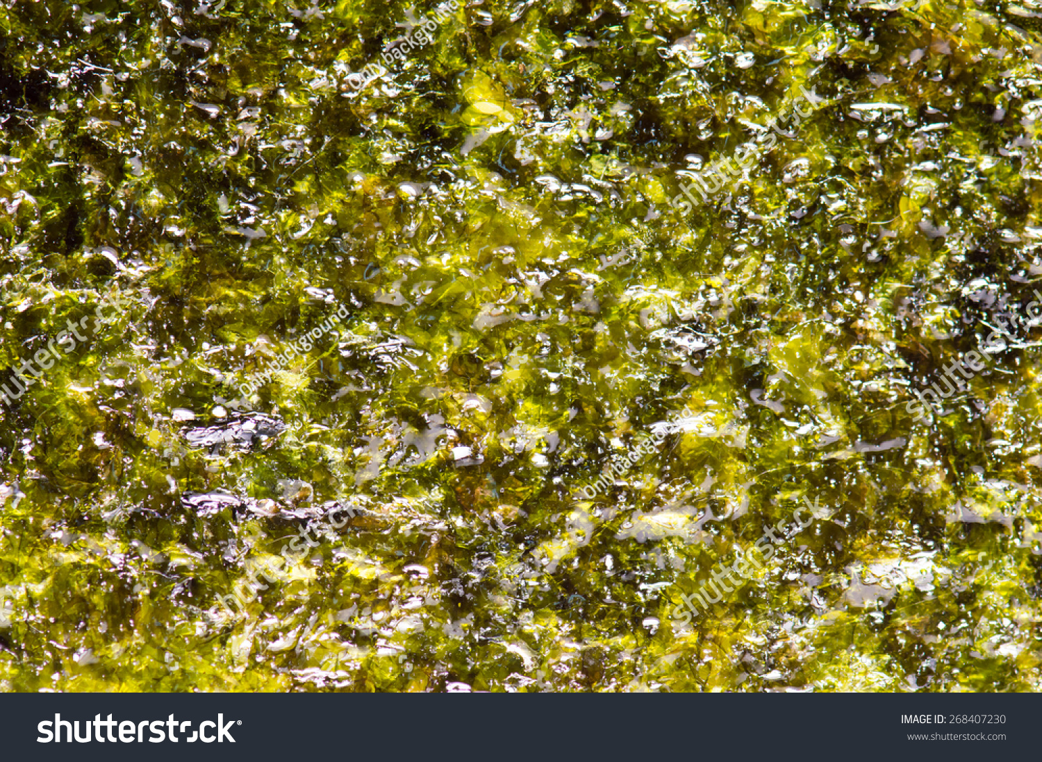 Algae Background Texture Stock Photo 268407230 | Shutterstock