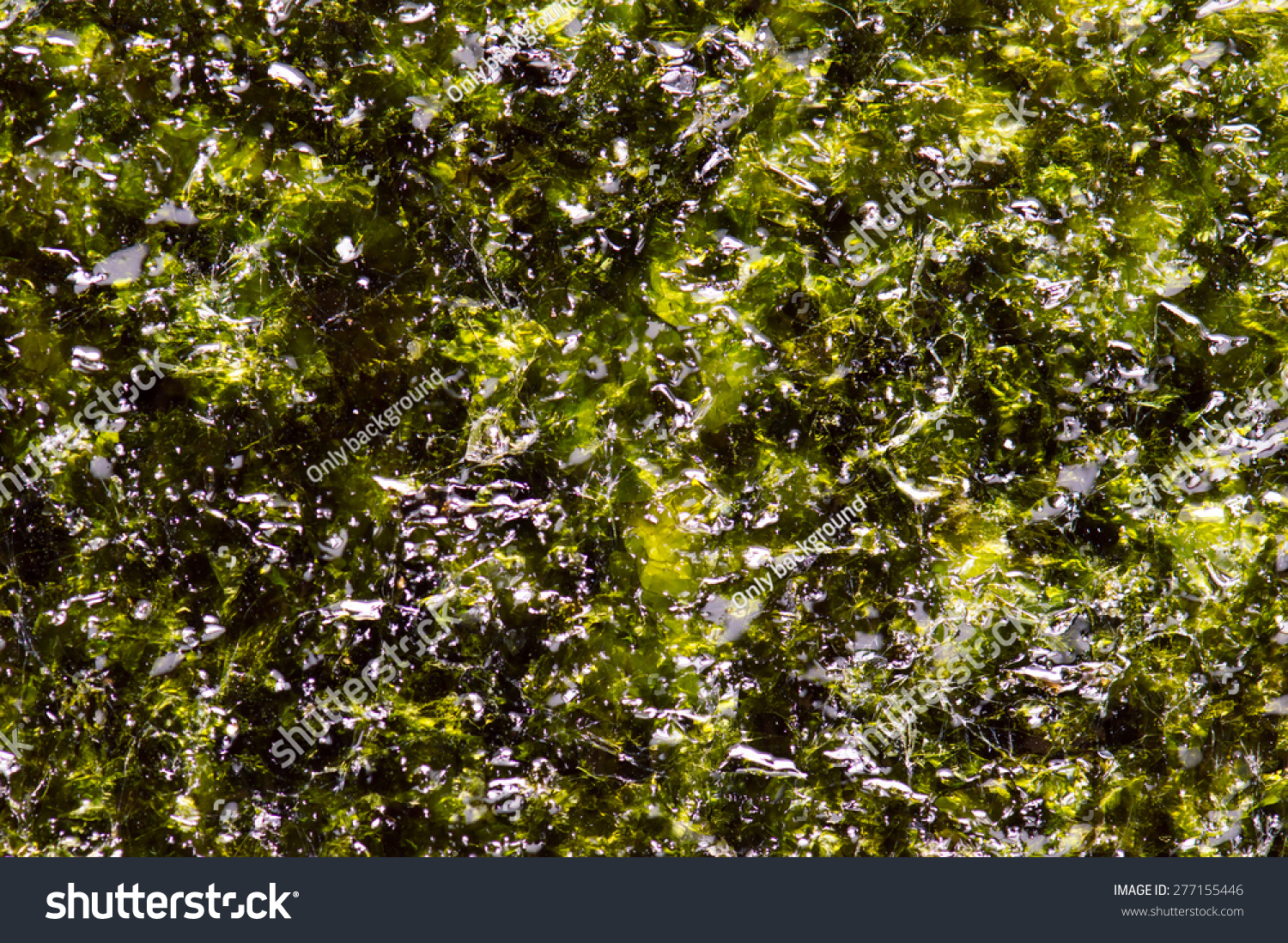 Algae Background Texture Stock Photo (Edit Now) 277155446