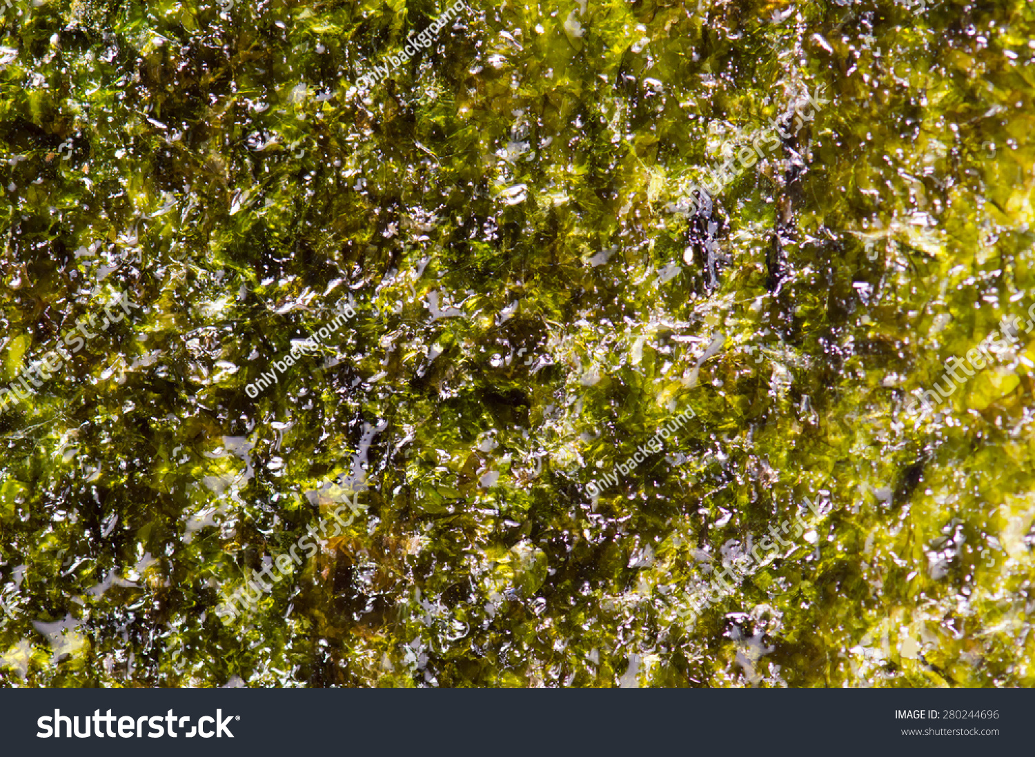Algae Background Texture Stock Photo 280244696 | Shutterstock