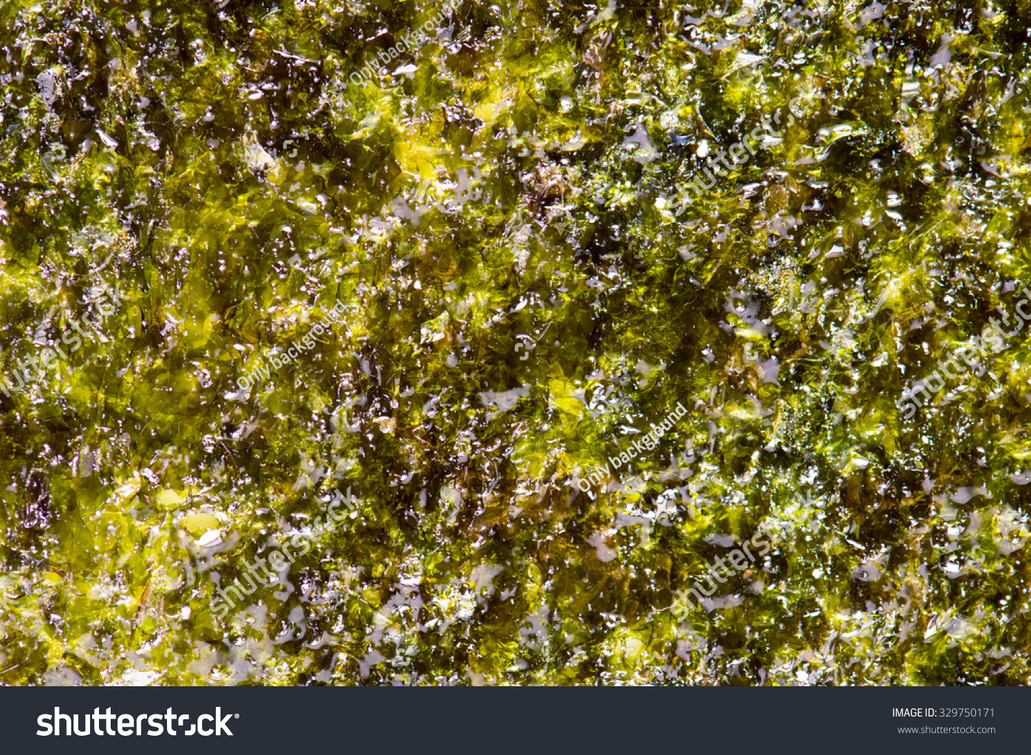 Algae Background Texture Stock Photo (Edit Now) 329750171