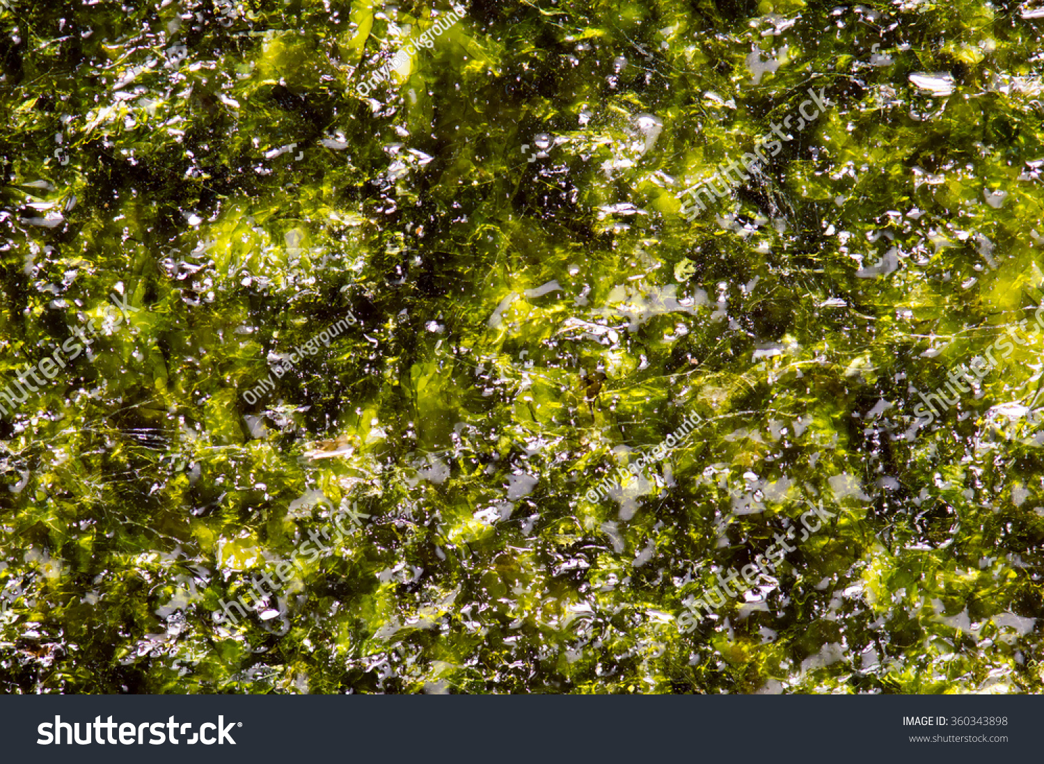 Algae Background Texture Stock Photo 360343898 | Shutterstock
