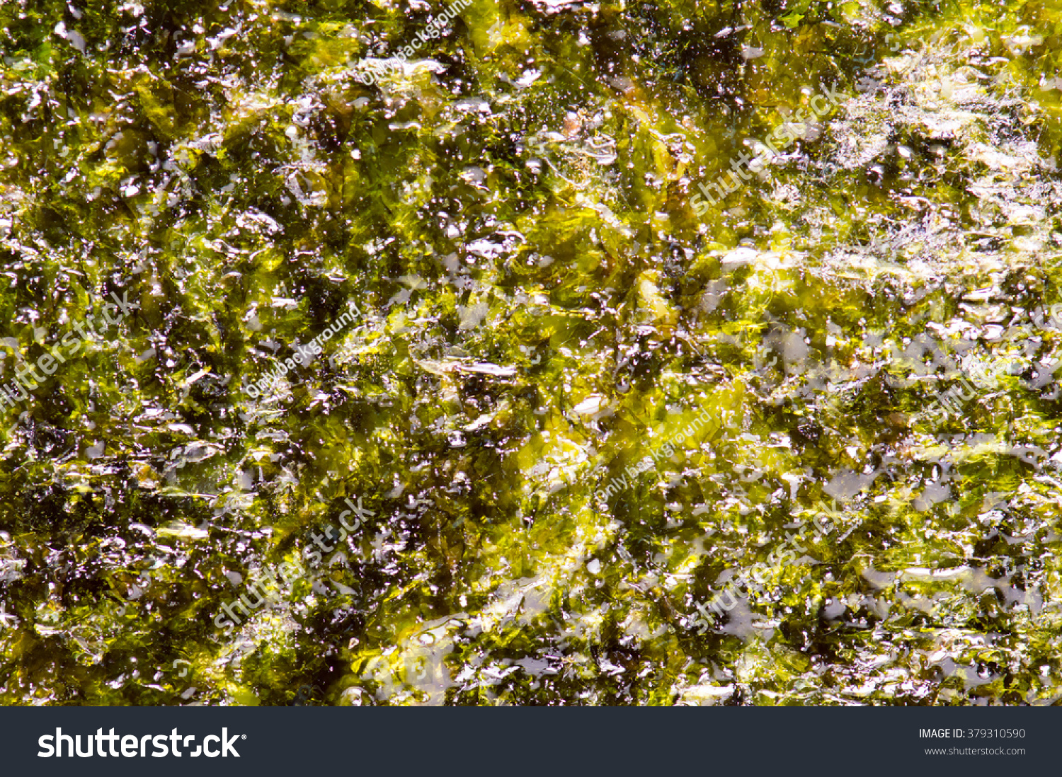 Algae Background Texture Stock Photo 379310590 | Shutterstock