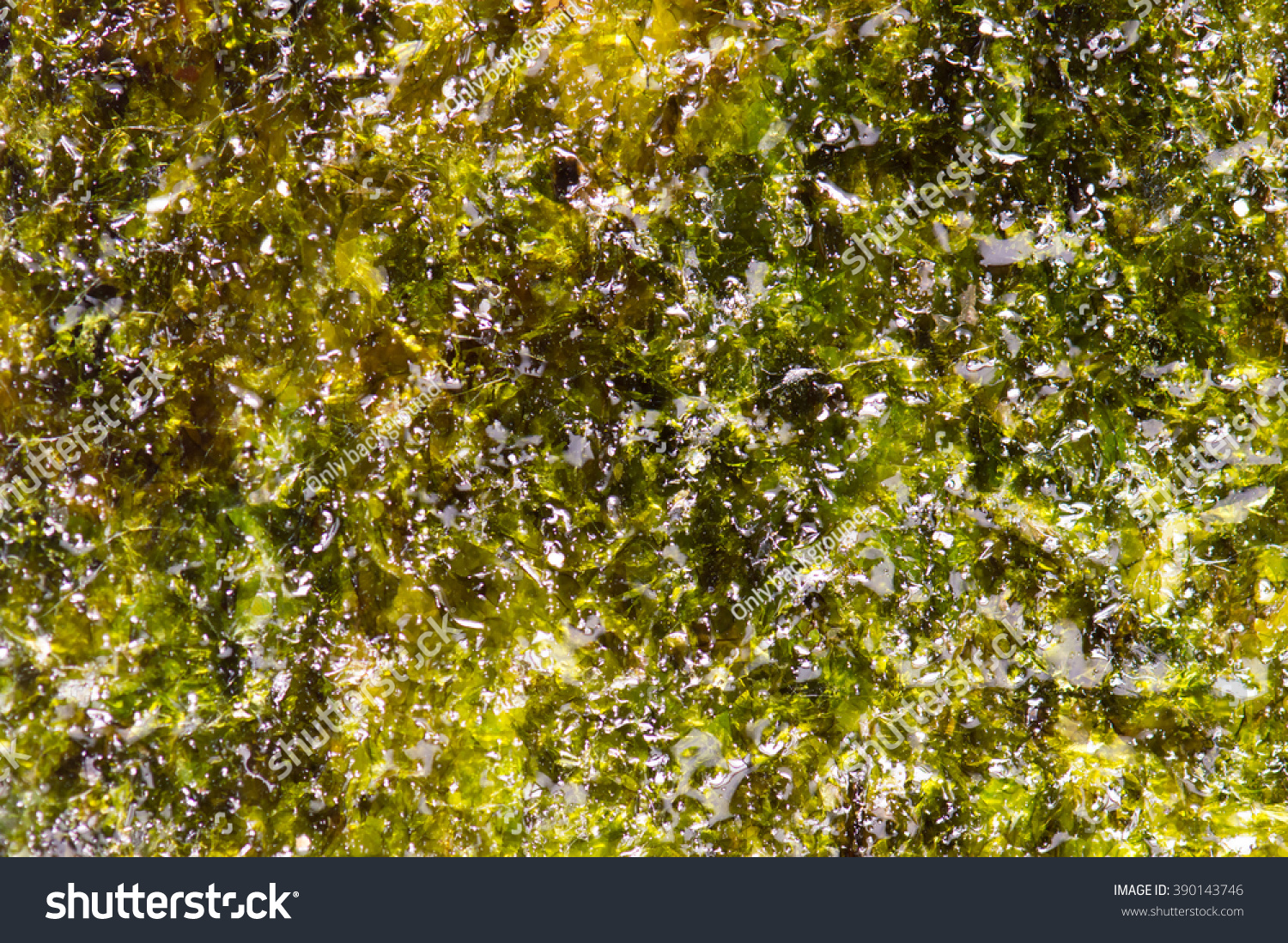 Algae Background Texture Stock Photo (Edit Now) 390143746
