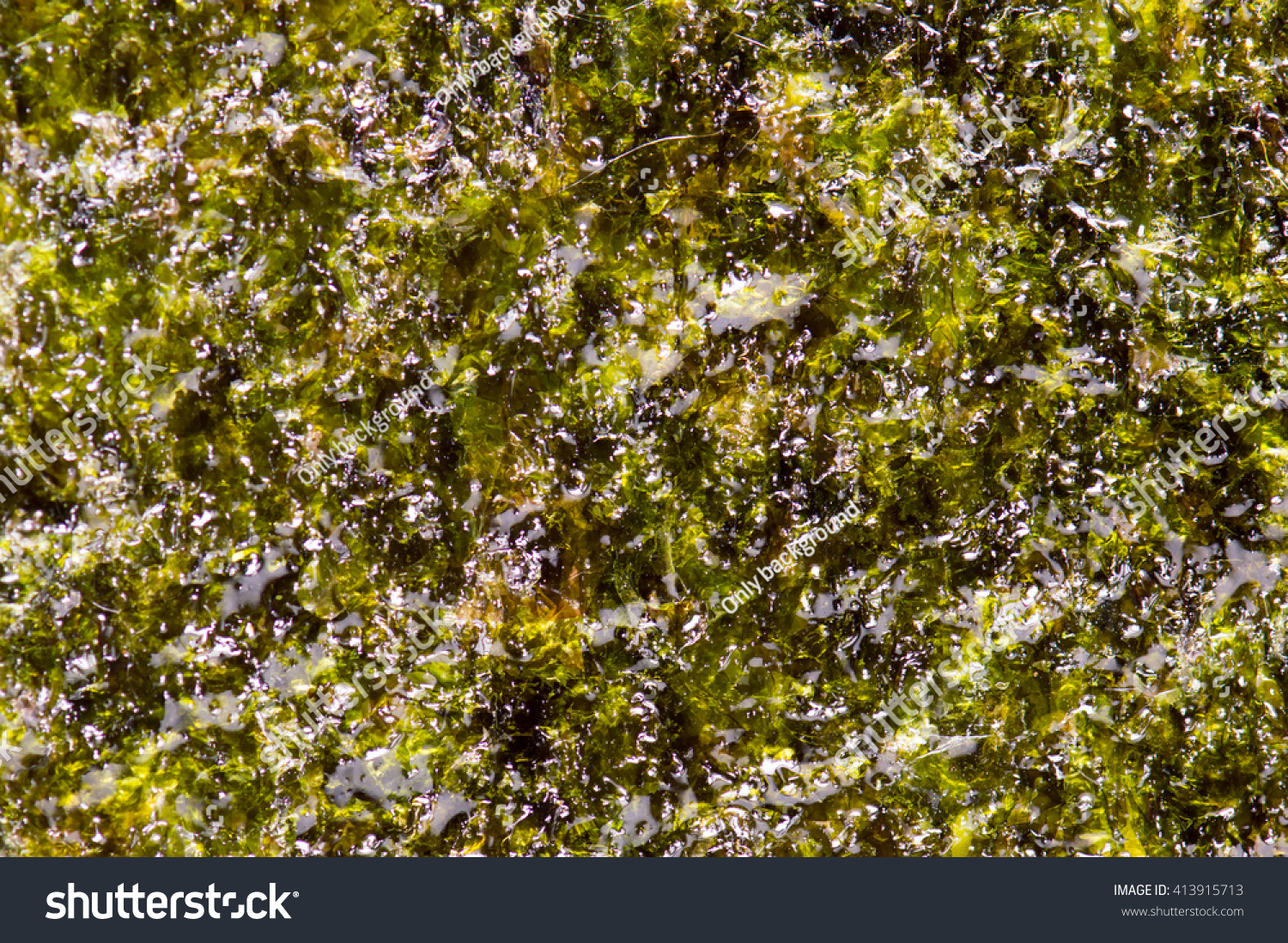 Algae Background Texture Stock Photo 413915713 | Shutterstock