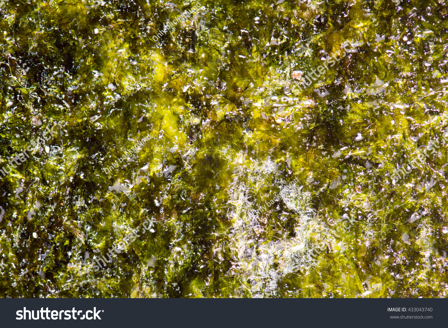 Algae Background Texture Stock Photo 433043740 | Shutterstock