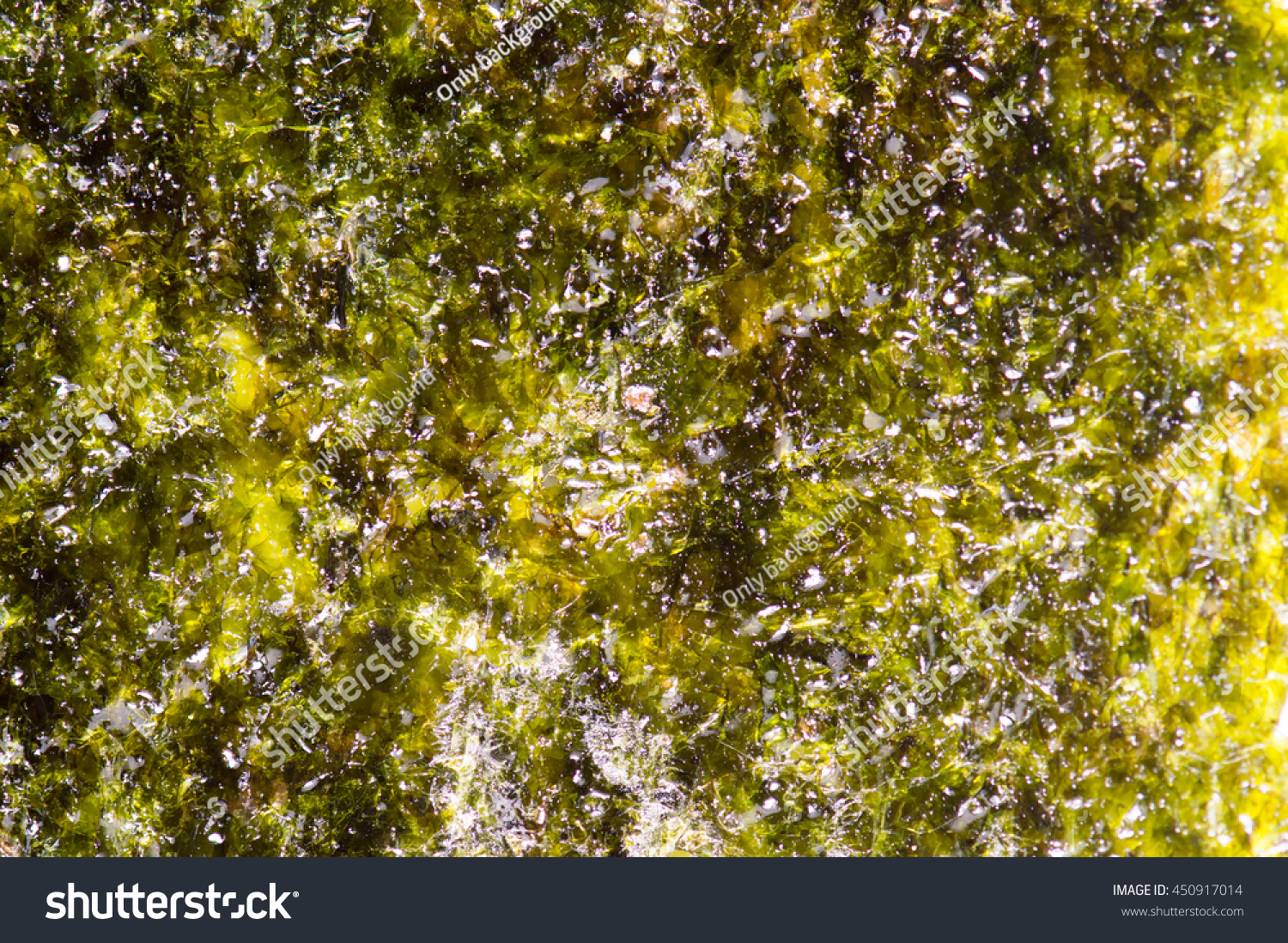 Algae Background Texture Stock Photo 450917014 | Shutterstock