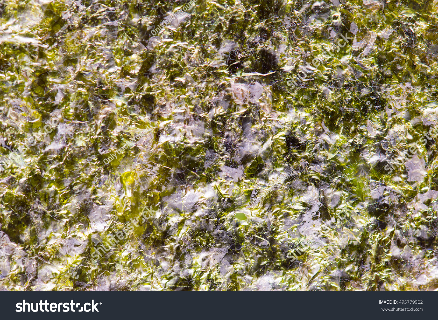 Algae Background Texture Stock Photo 495779962 | Shutterstock