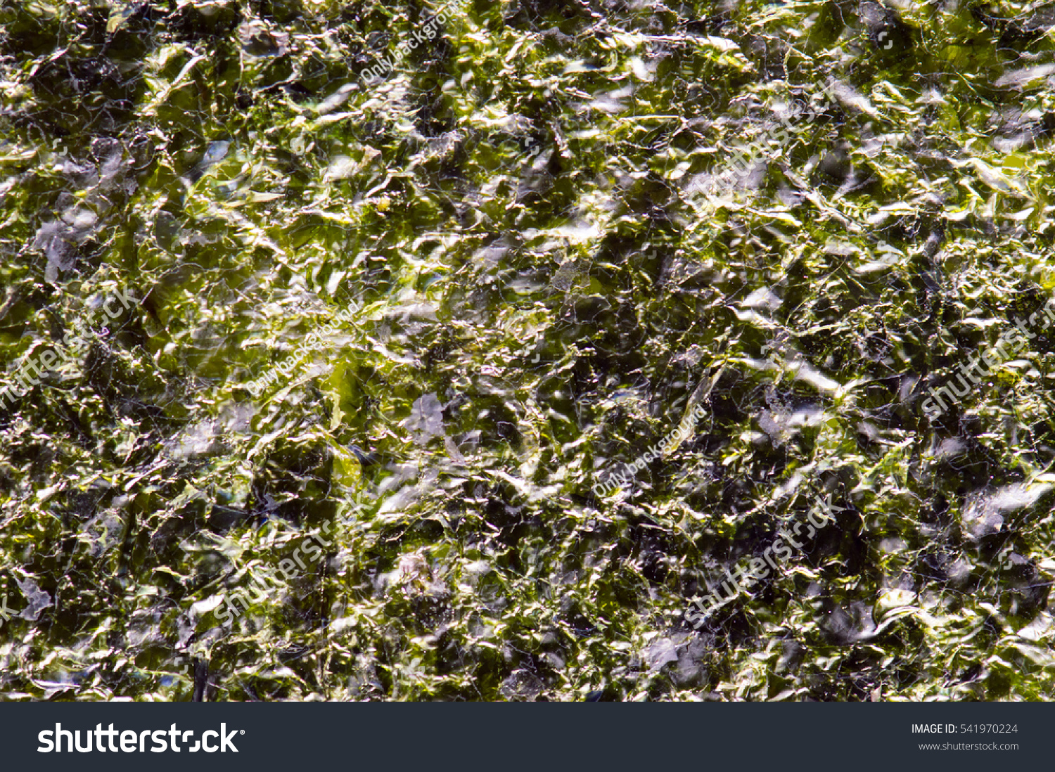 Algae Background Texture Stock Photo (Edit Now) 541970224