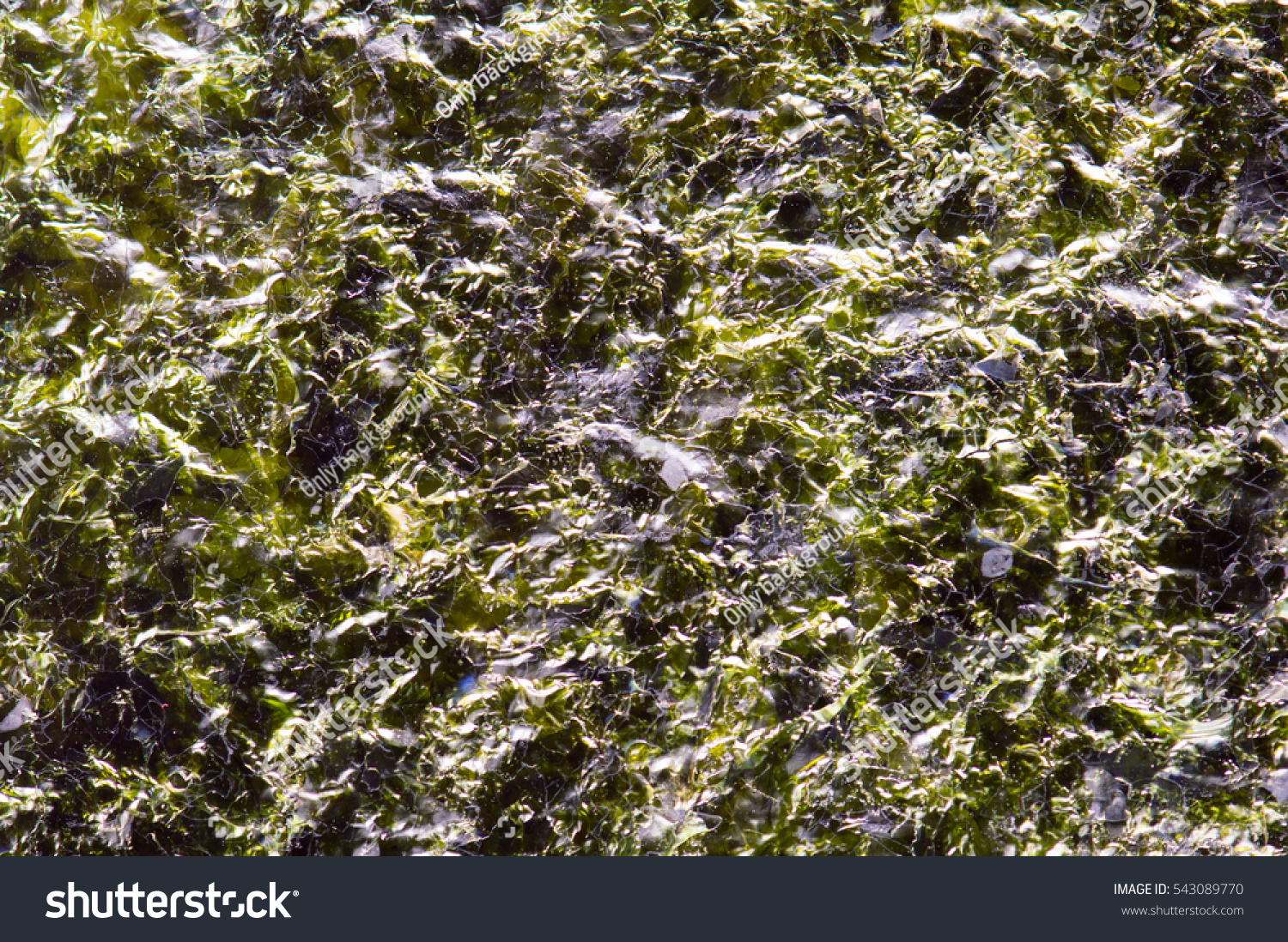 Algae Background Texture Stock Photo 543089770 | Shutterstock