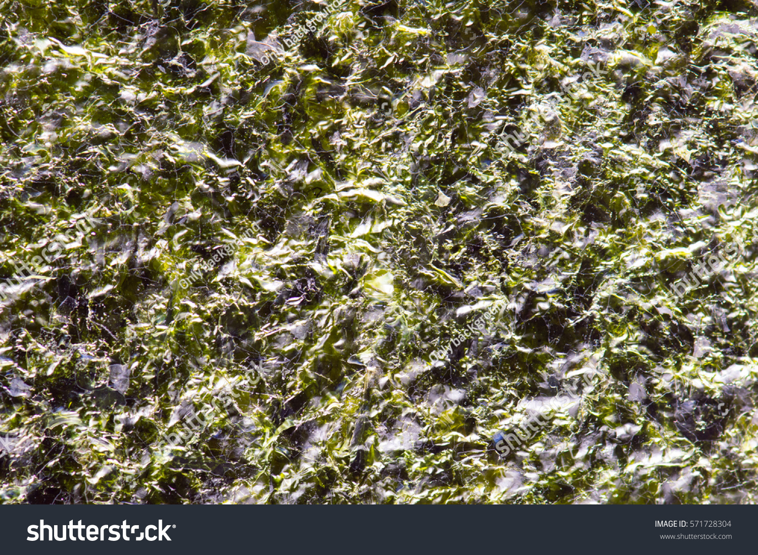 Algae Background Texture Stock Photo 571728304 | Shutterstock