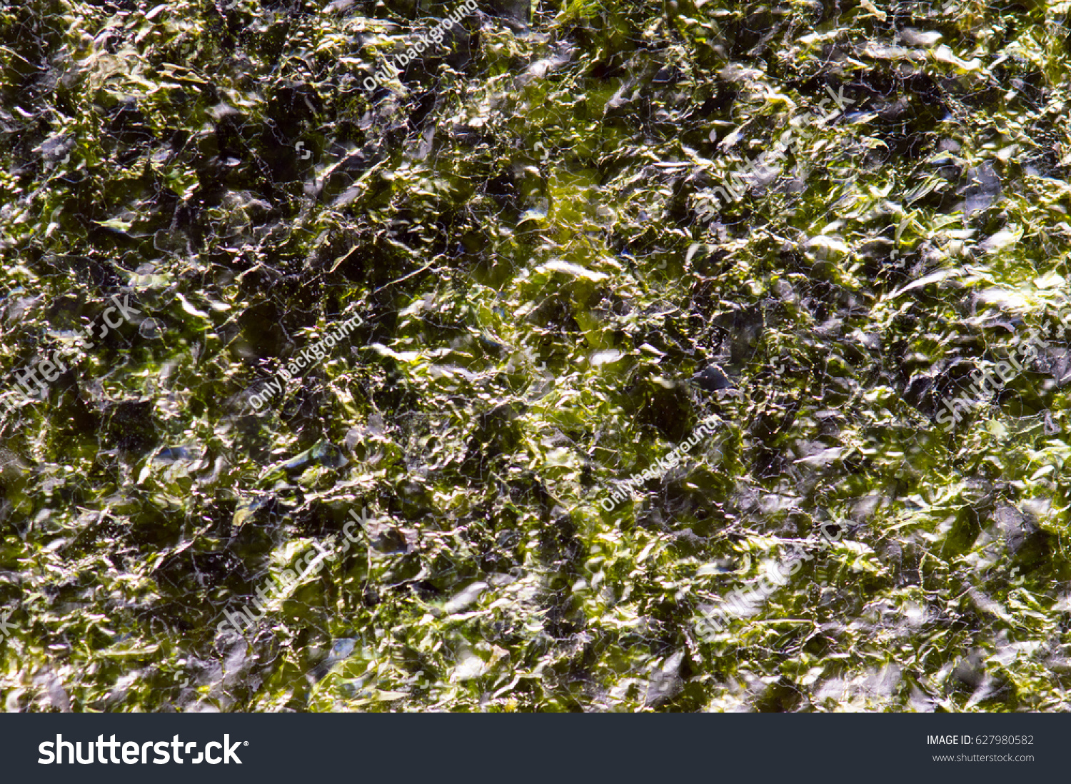 Algae Background Texture Stock Photo (Edit Now) 627980582