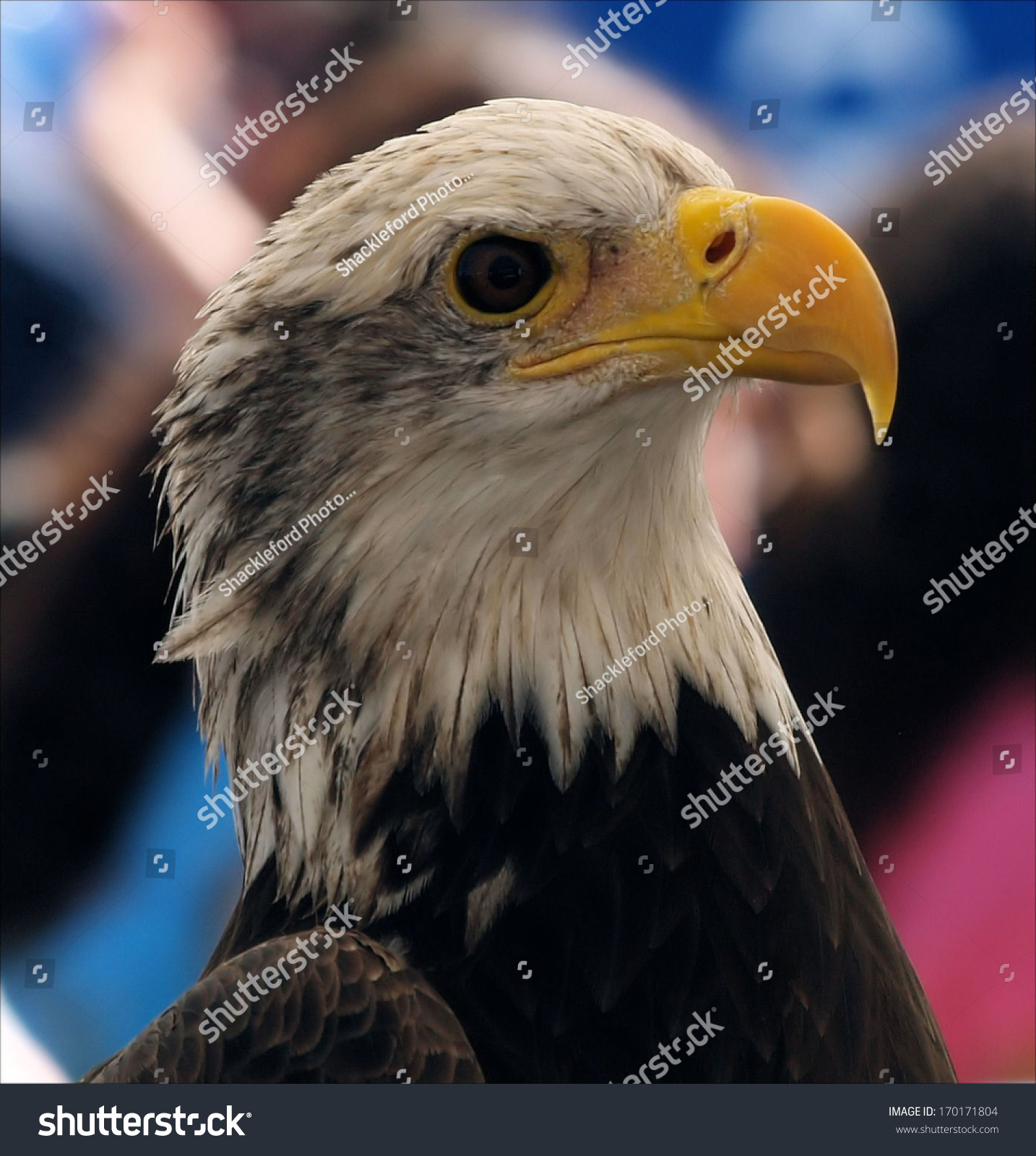 Bald Eagle Eagle Profile Stock Photo (Edit Now) 170171804