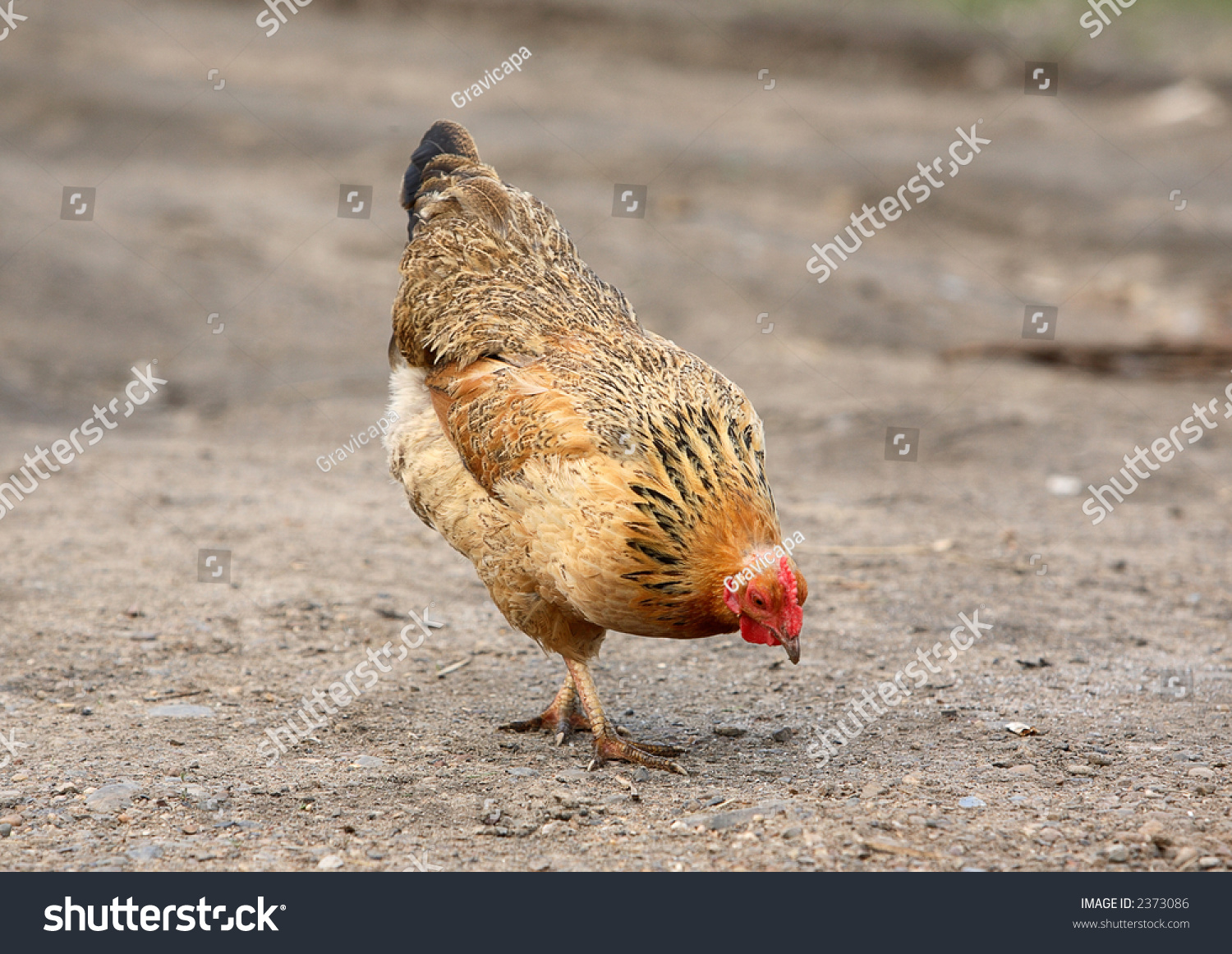 Hen Eats Stock Photo 2373086 - Shutterstock