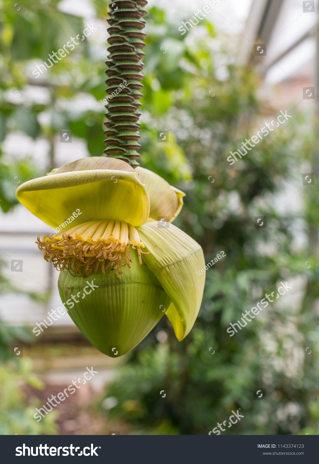 Inflorescence Japanese Fibre Banana Musa Basjoo Stock Photo 1143374123 ... Inflorescence Japanese Fibre Banana Musa Basjoo Stock Photo 1143374123 ...