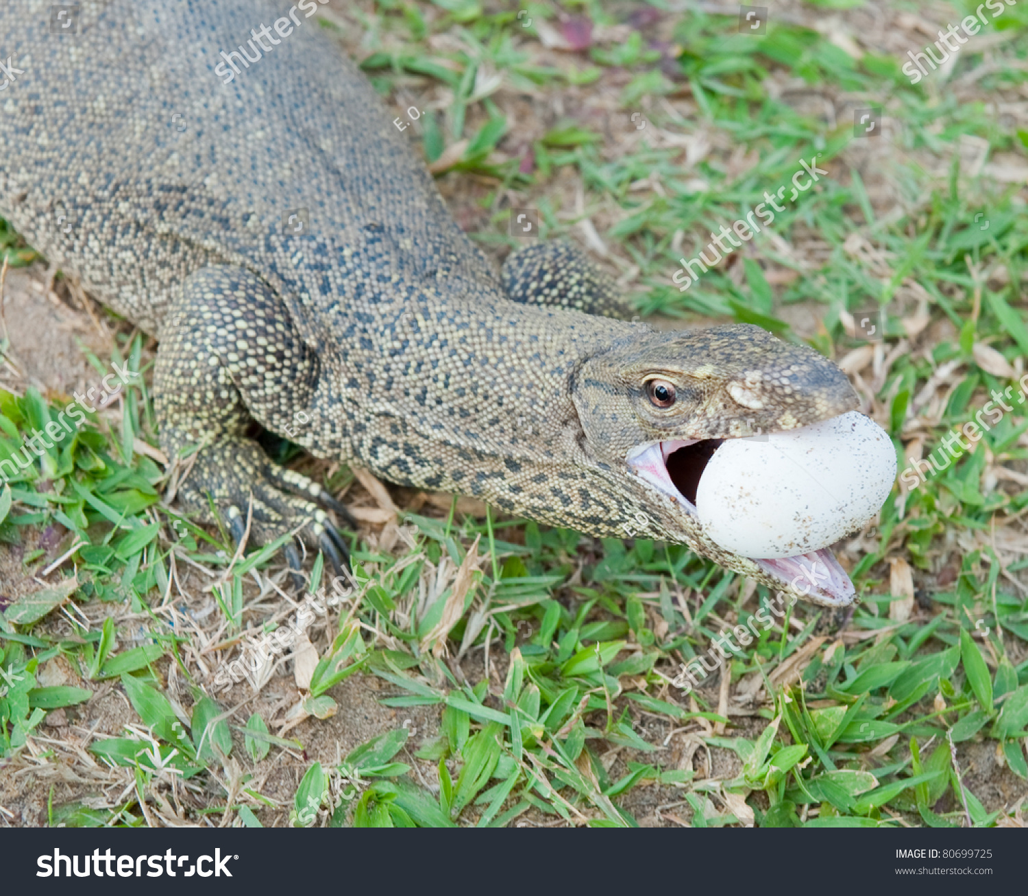357 imagens de Lizard eating eggs Imagens, fotos stock e vetores ...