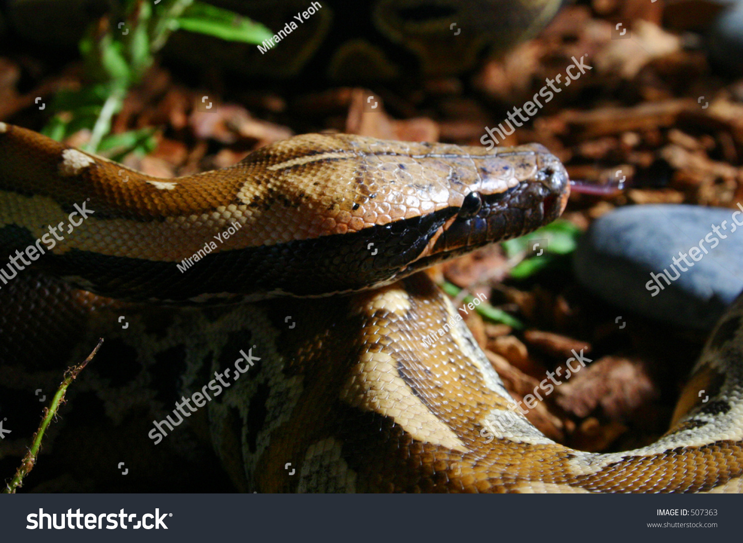 Malaysian Blood Python Stock Photo 507363 - Shutterstock
