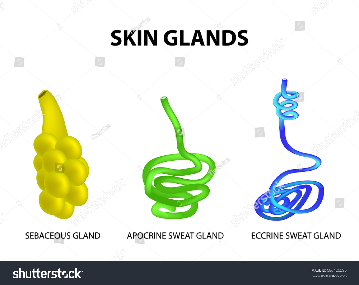 Structure Glands Skin Sebaceous Eccrine Sweat Stock Illustration 686426590 Structure Glands Skin Sebaceous Eccrine Sweat Stock Illustration 686426590