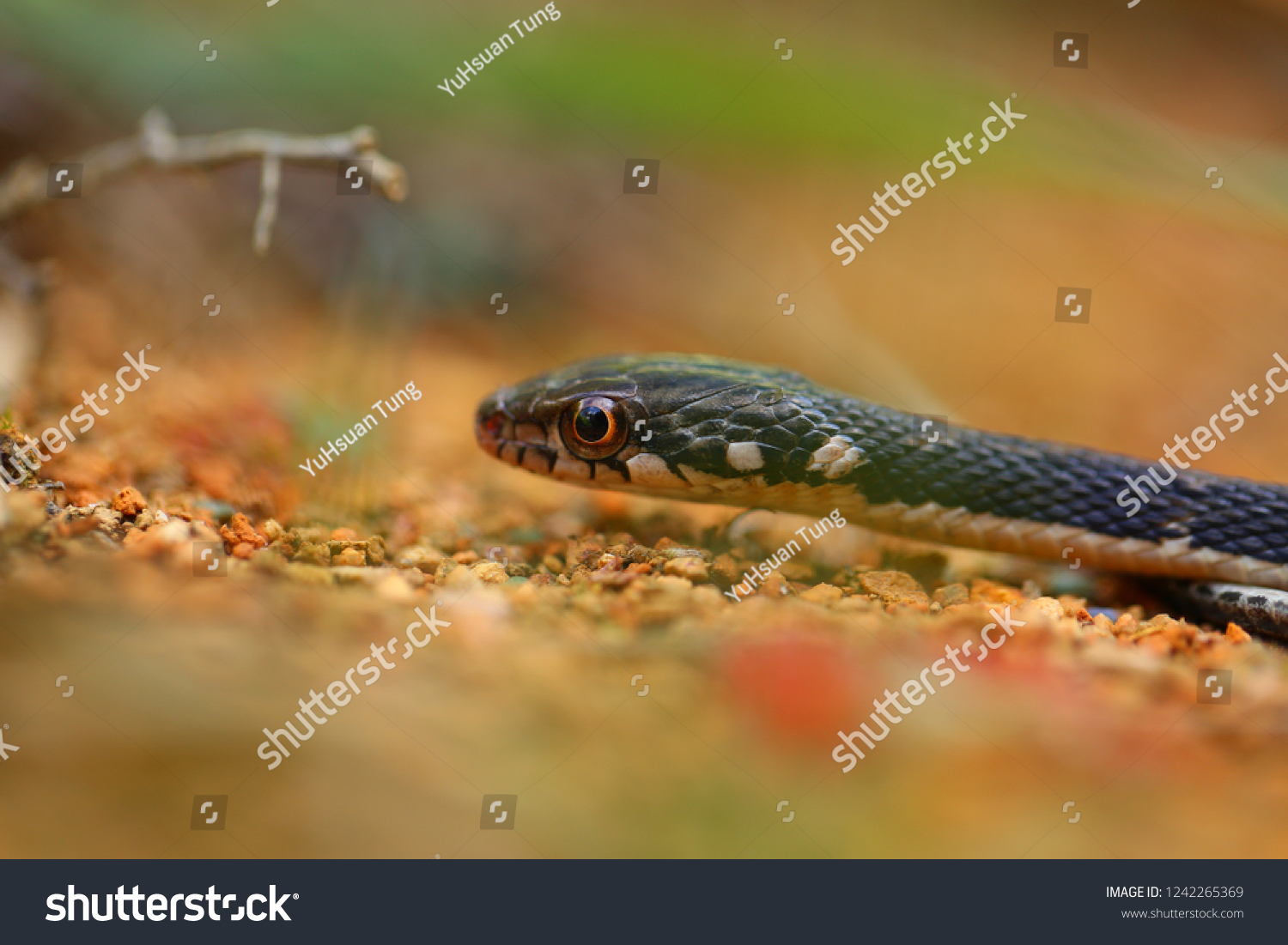 Tiny Snake Stock Photo (Edit Now) 1242265369