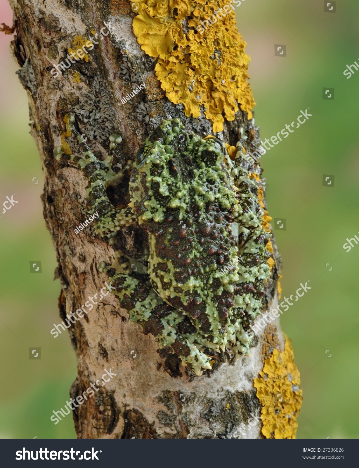 Theloderma Corticale Stock Photo (Edit Now) 27336826