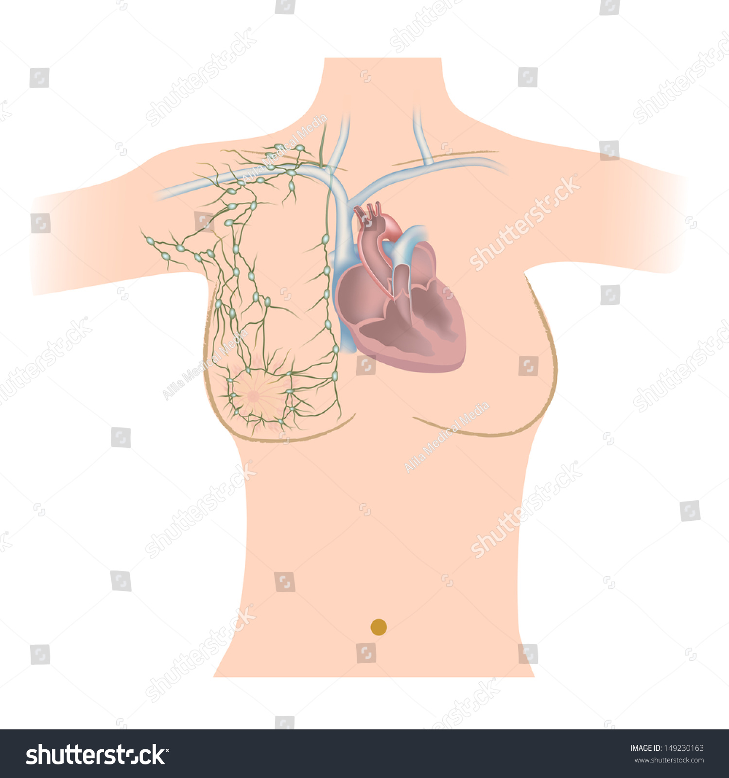 Thoracic Lymph Nodes Female Unlabeled Stock Illustration 149230163