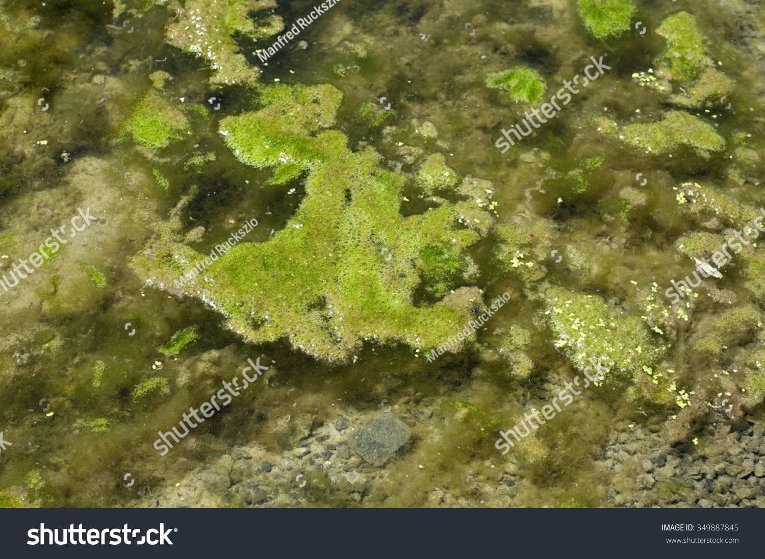1,014 Filament algae Images, Stock Photos & Vectors | Shutterstock