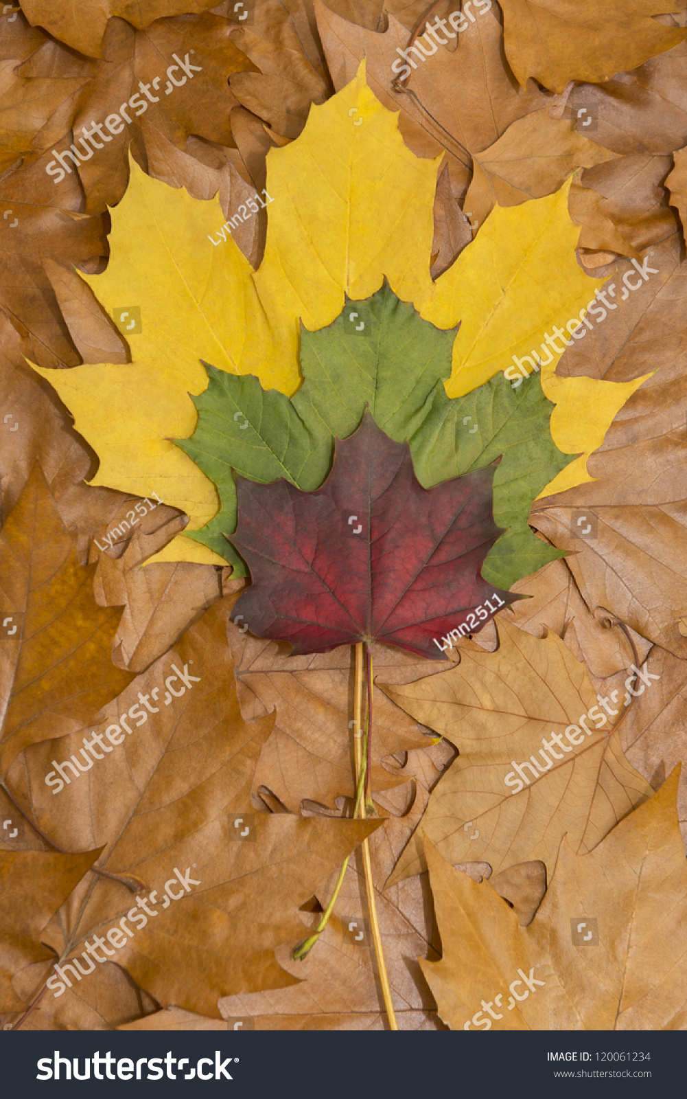 Three Maple Leafs Stock Photo 120061234 | Shutterstock