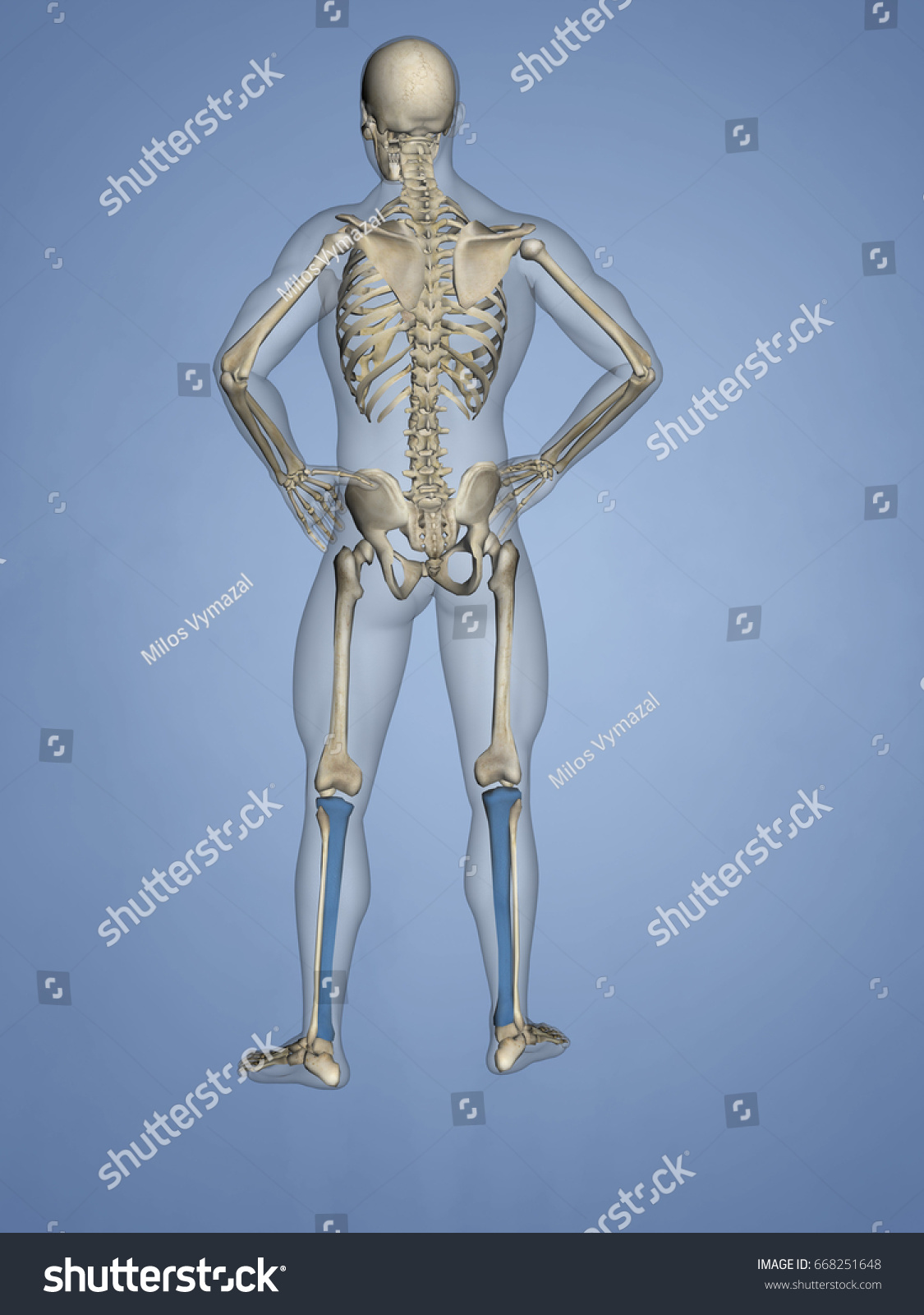 Tibia 3d Model Stock Illustration 668251648