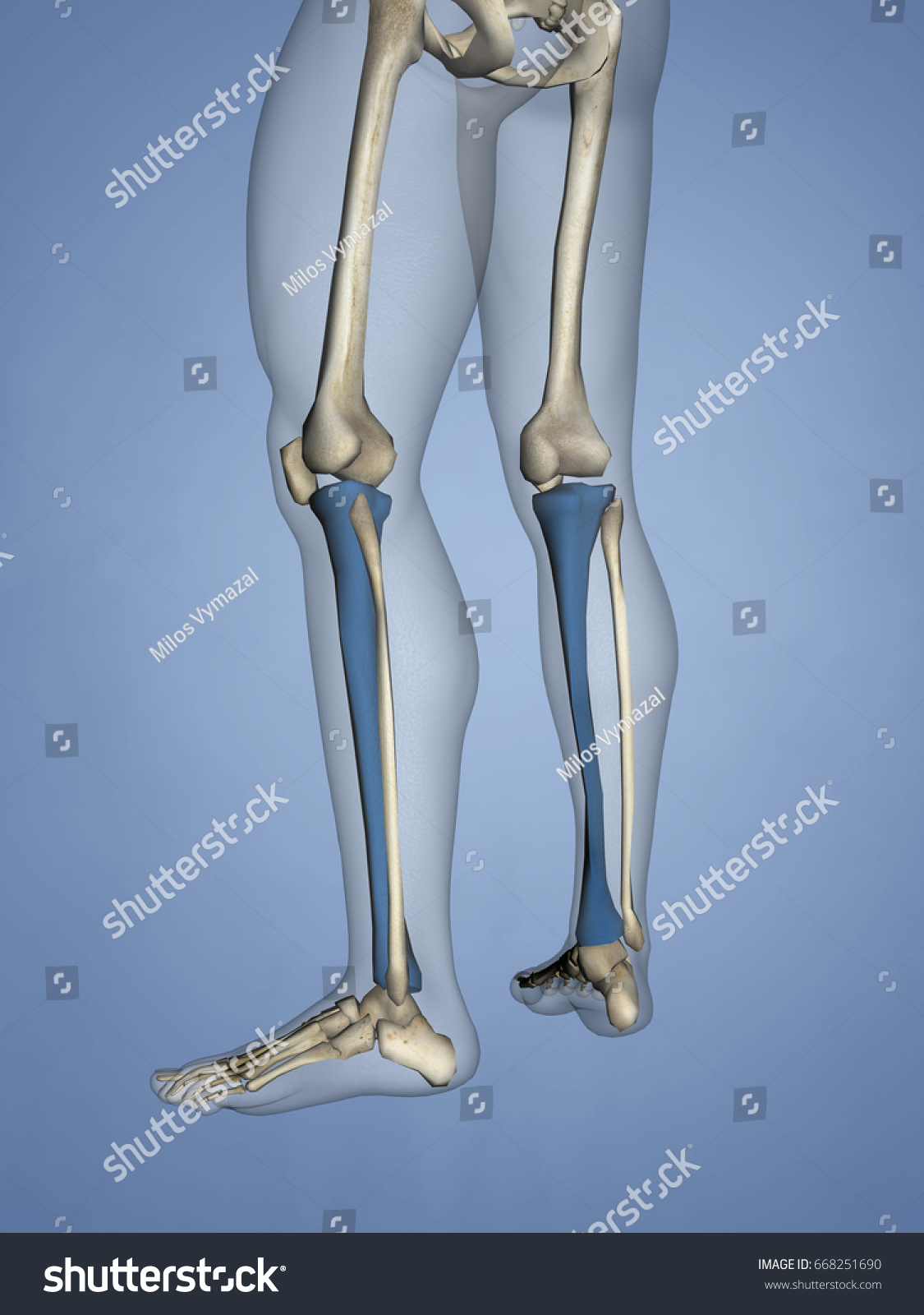 Tibia 3d Model Stock Illustration 668251690