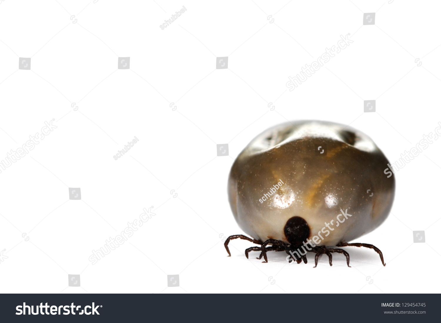 18,910 Ticks insect Images, Stock Photos & Vectors | Shutterstock