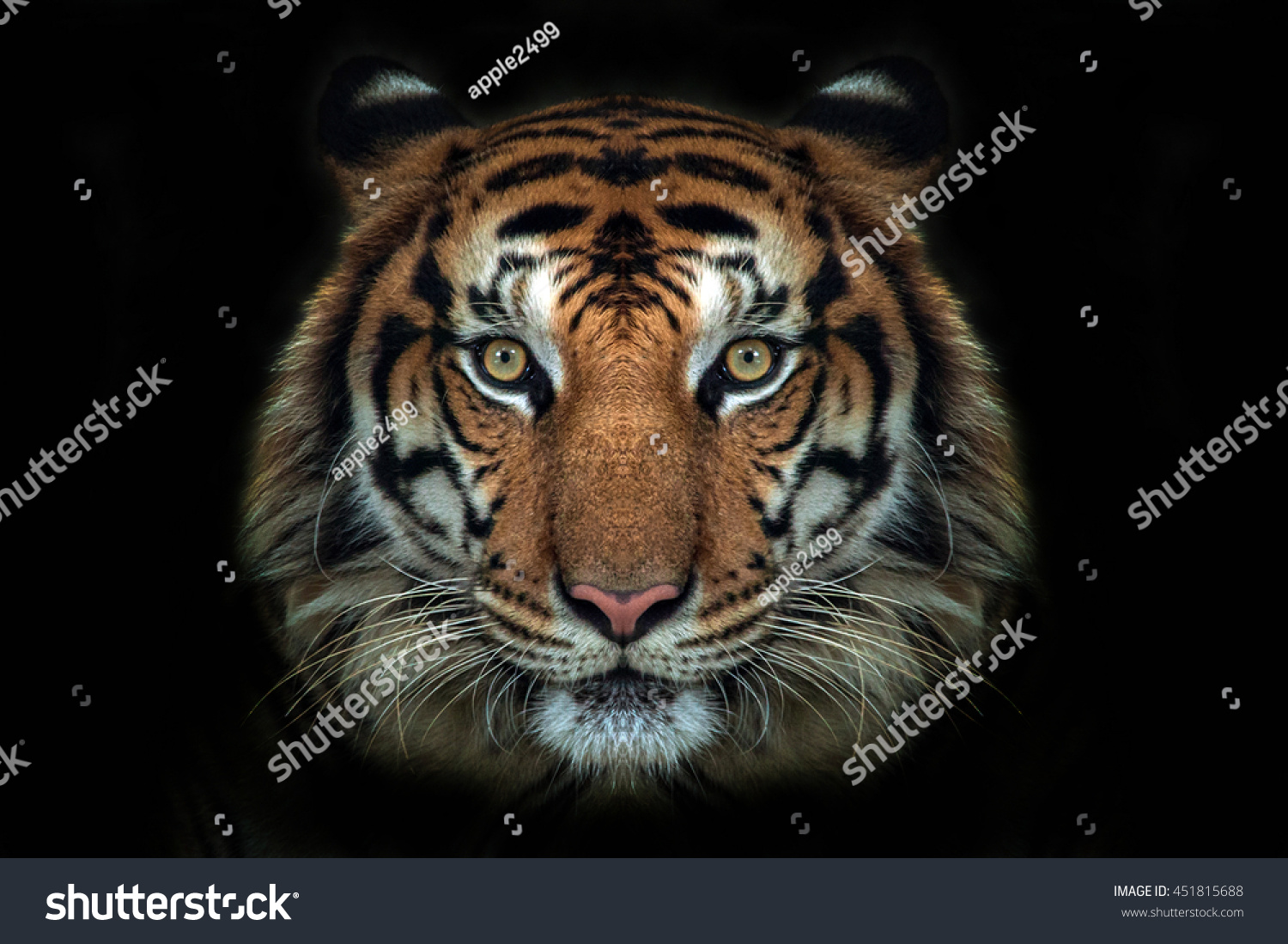 Tiger Face Stock Photo 451815688 | Shutterstock