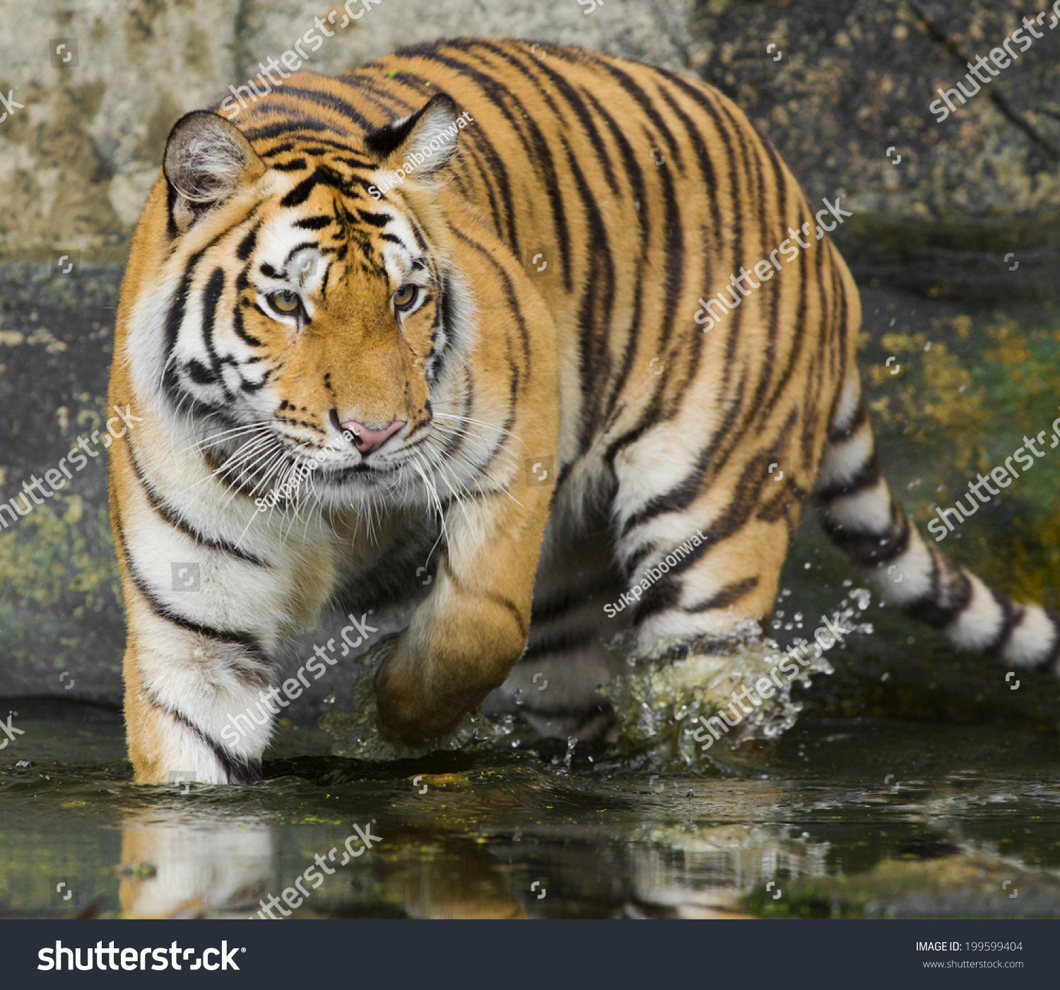 Tiger Looking Something Stock Photo 199599404 | Shutterstock