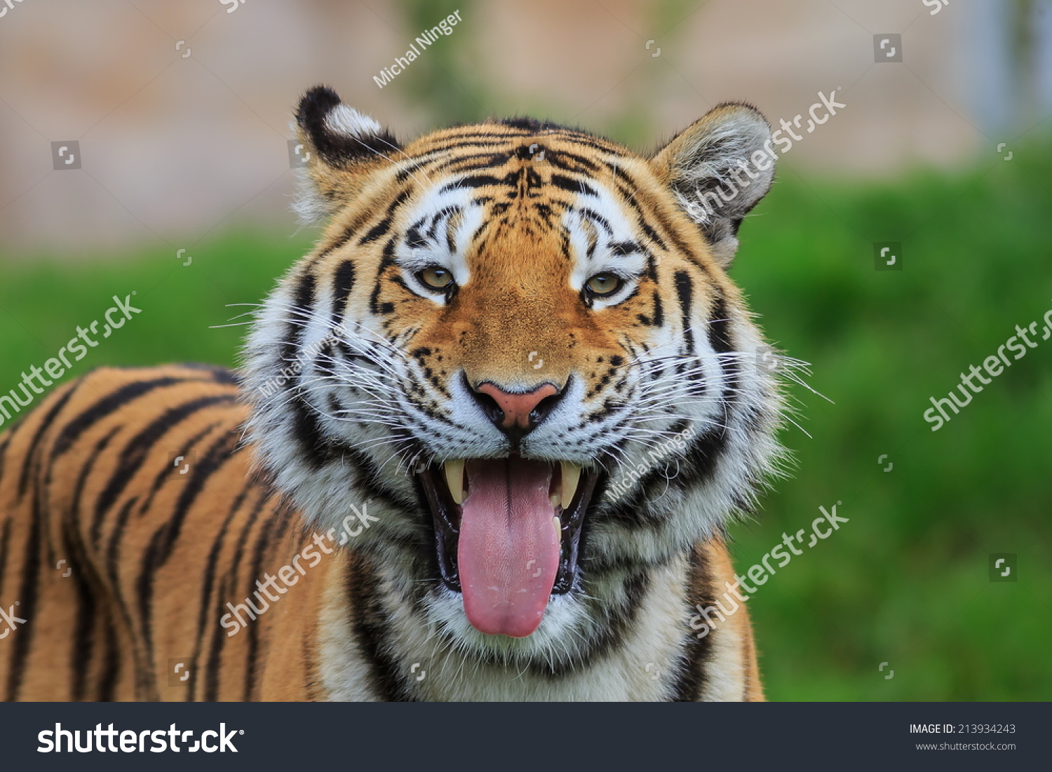 Tiger Smiling Stock Photo (Edit Now) 213934243