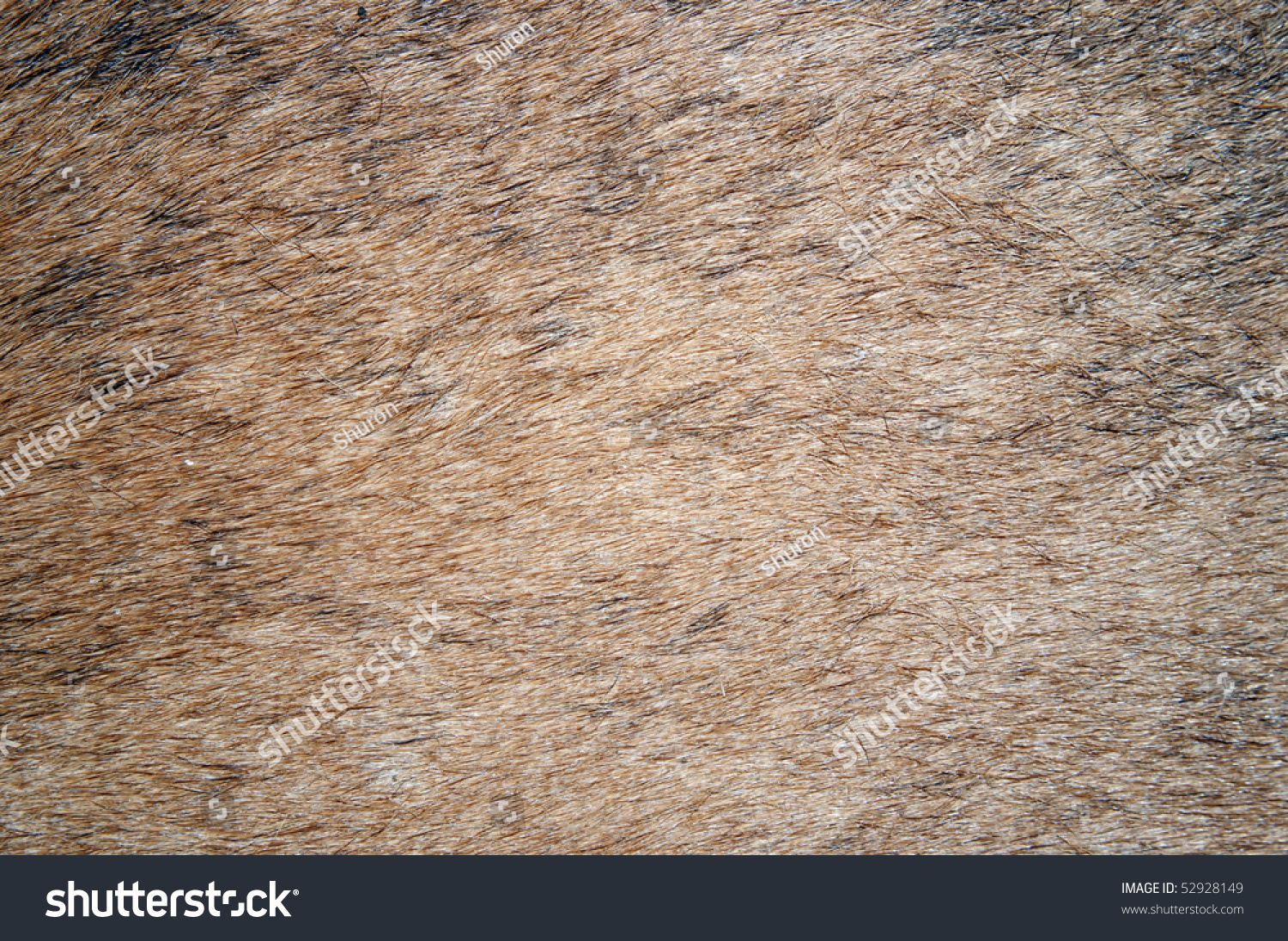 Tiger Wool Texture Macro Stock Photo 52928149 | Shutterstock