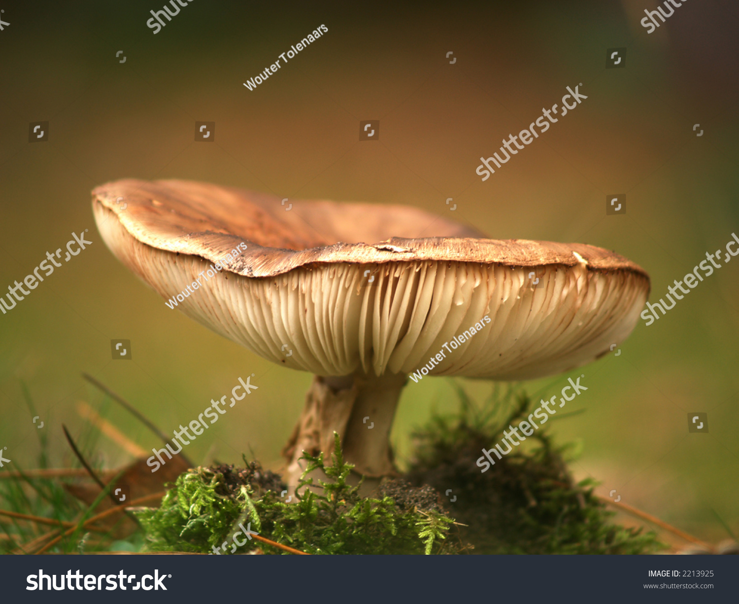 Toadstool Stock Photo 2213925 | Shutterstock