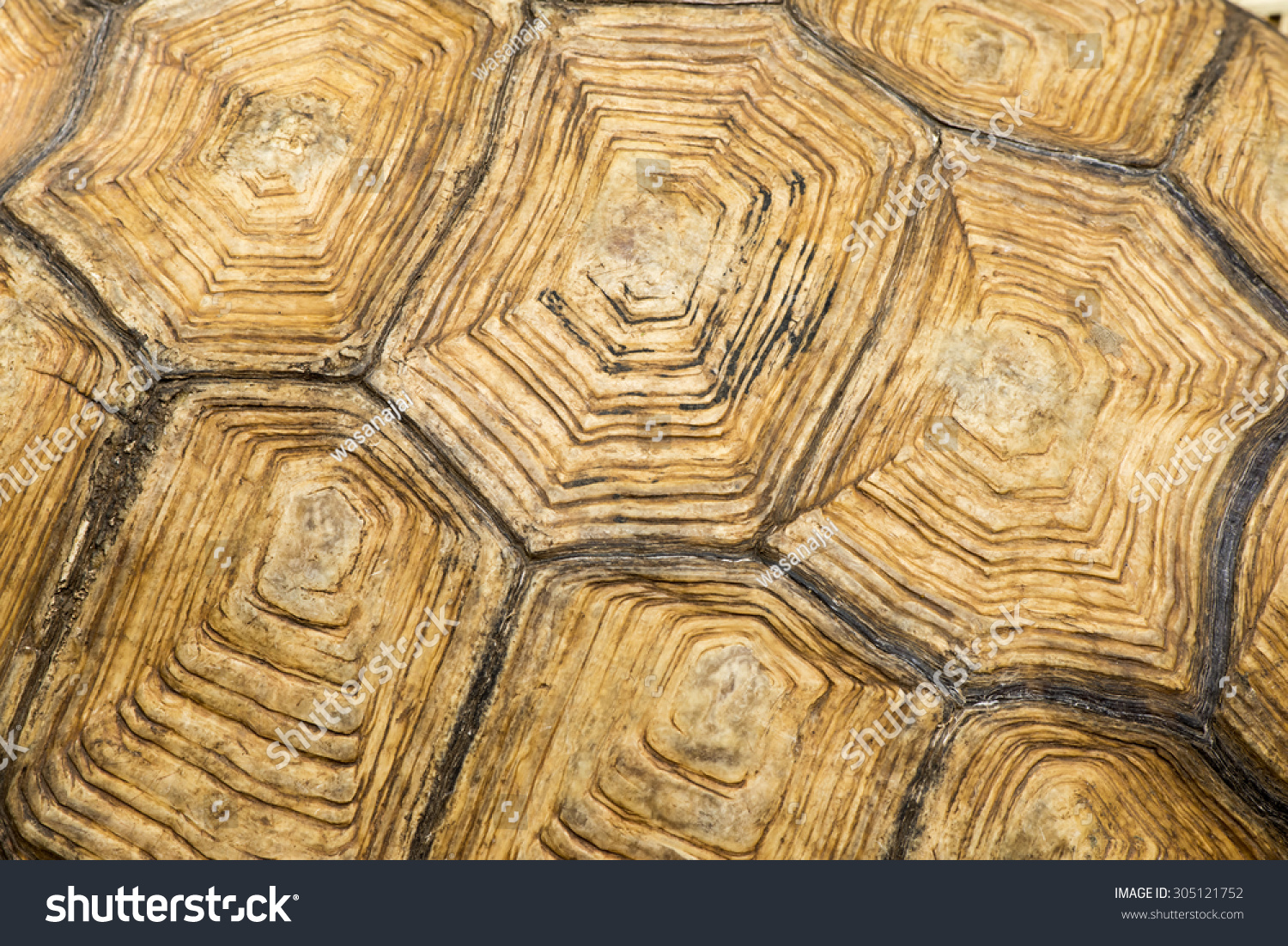 Tortoiseshell Background Stock Photo (Edit Now) 305121752