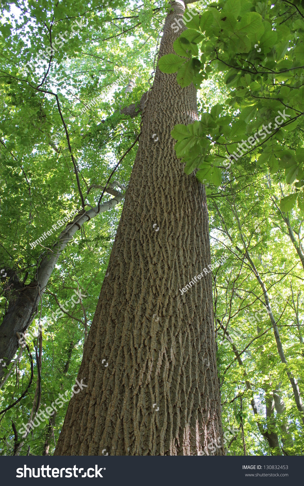 Tree Stock Photo 130832453 - Shutterstock