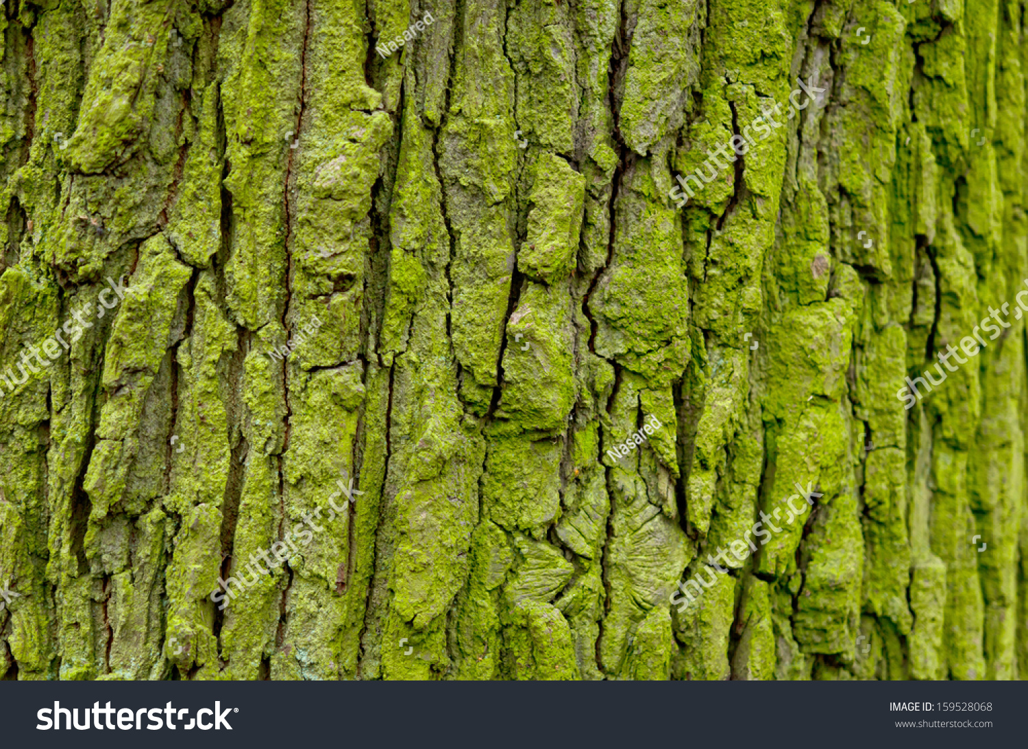 Tree Stock Photo 159528068 - Shutterstock