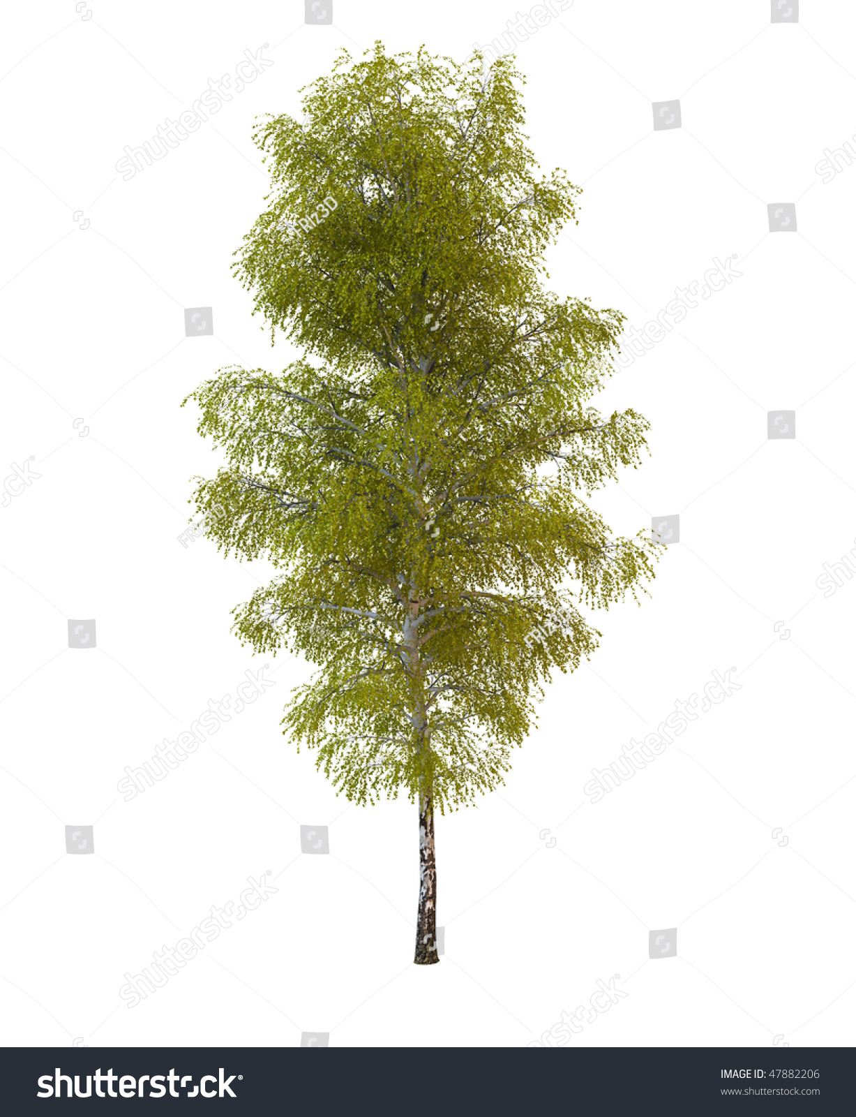1,613 Small gum tree Images, Stock Photos & Vectors | Shutterstock