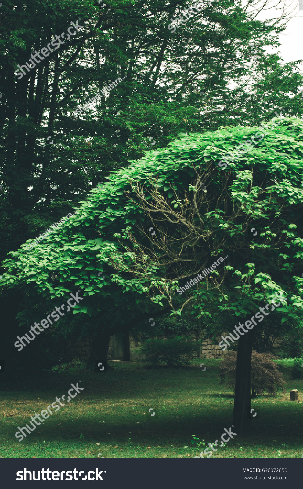 Treeimage Images, Stock Photos & Vectors | Shutterstock