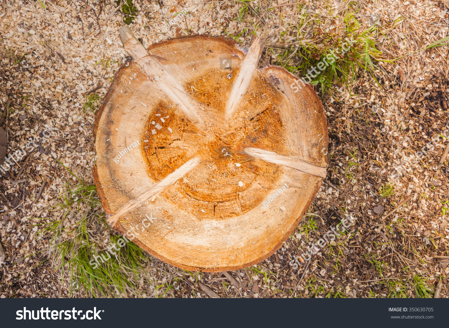 Tree Cross Section Stock Photo 350630705 | Shutterstock