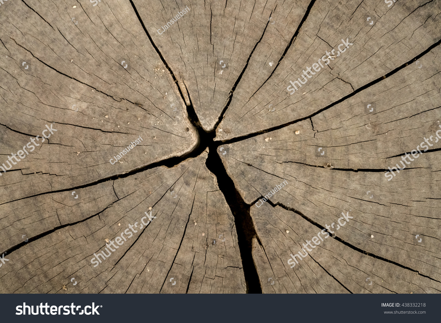 Tree Cross Section Texture Stock Photo 438332218 | Shutterstock