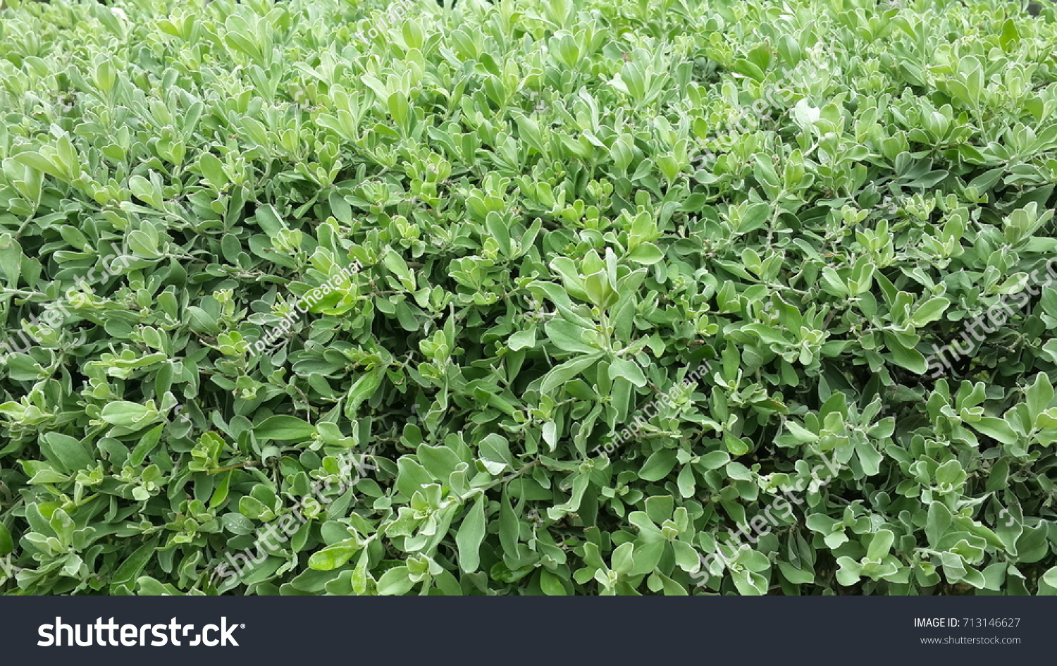 Tree Leaf Wall Texture Wall Background Stock Photo 713146627 | Shutterstock