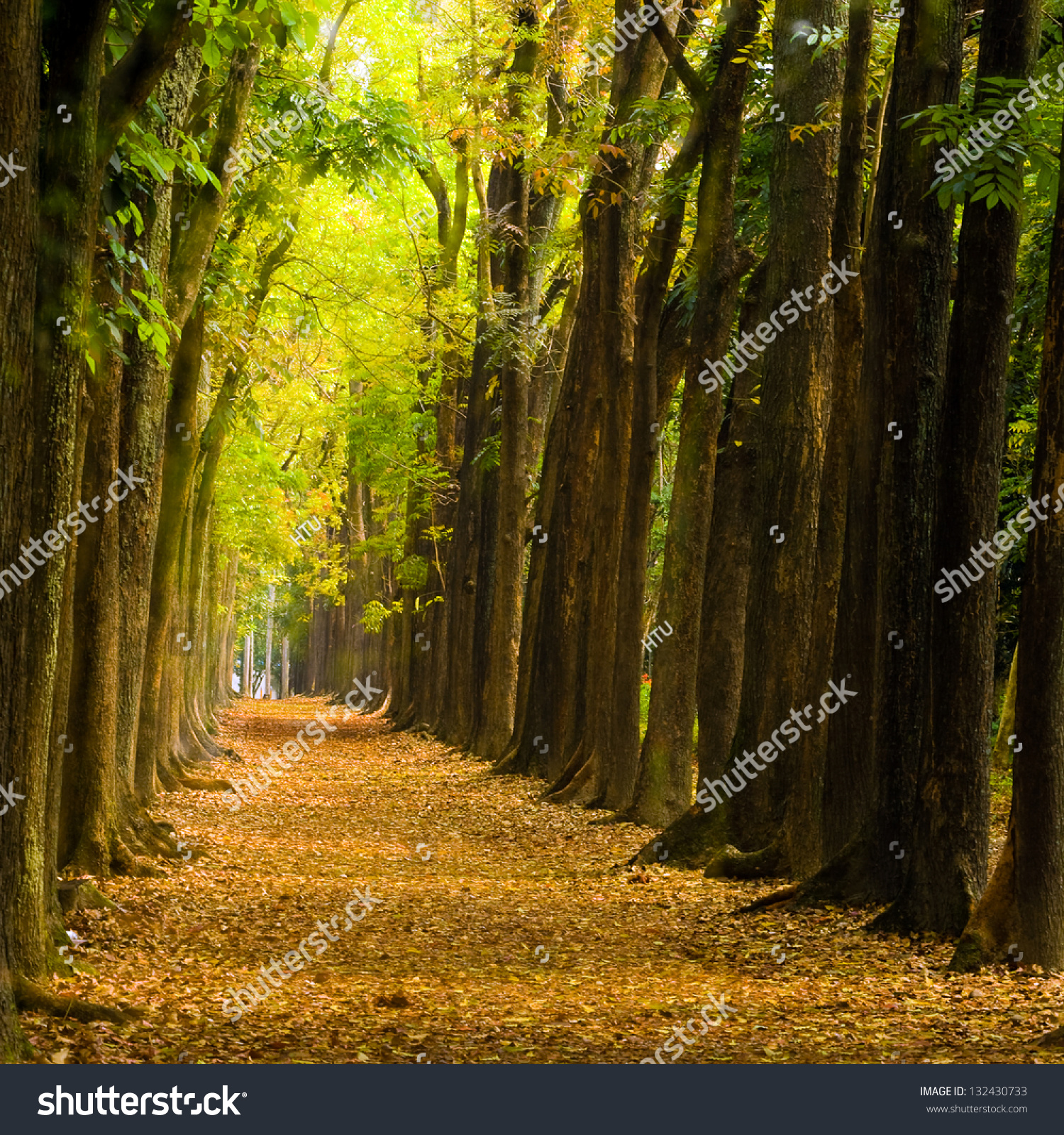Treelined Path Стоковые Фотографии 132430733 - Shutterstock