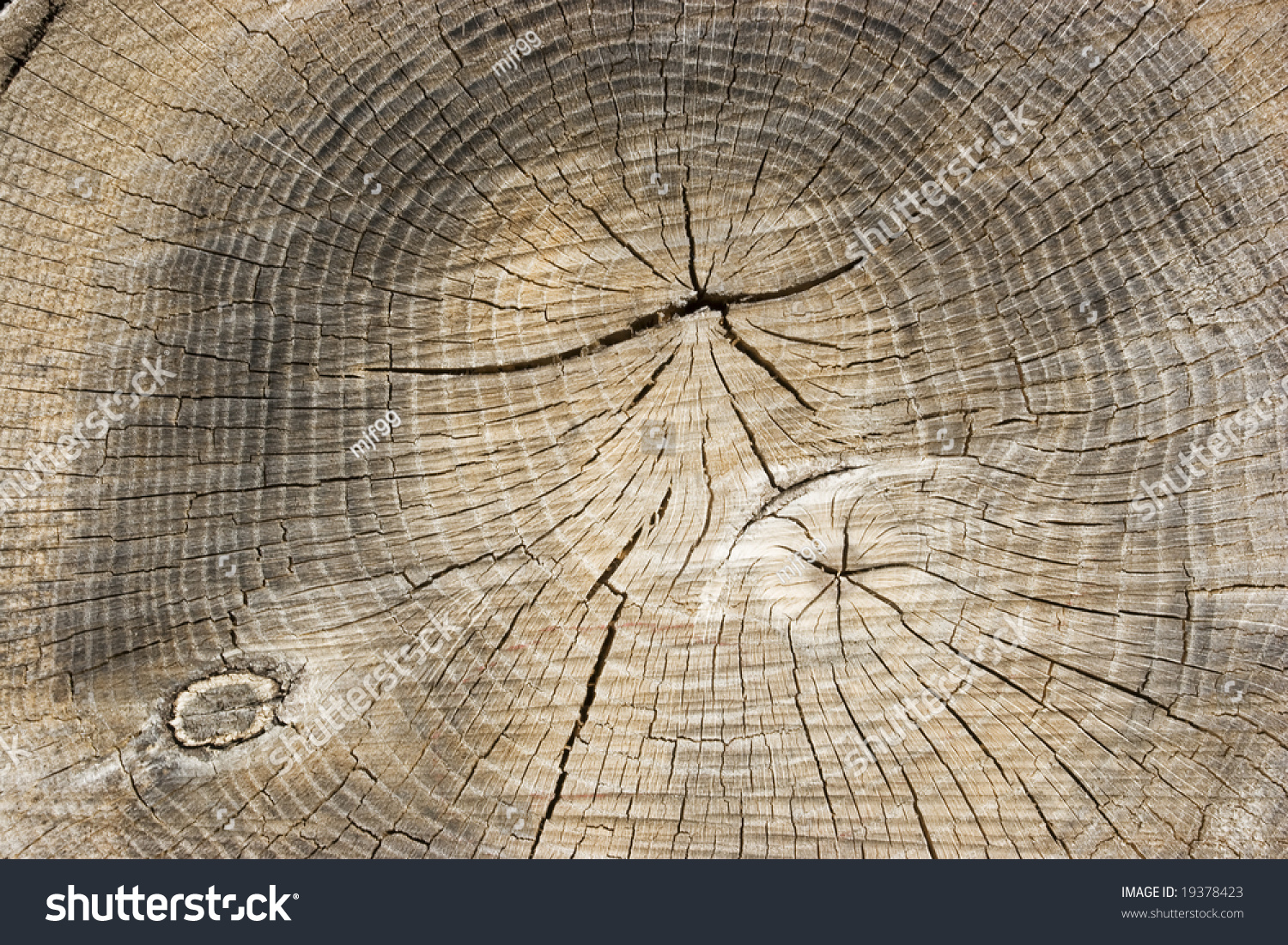 Tree Ring Background 4 Stock Photo 19378423 | Shutterstock