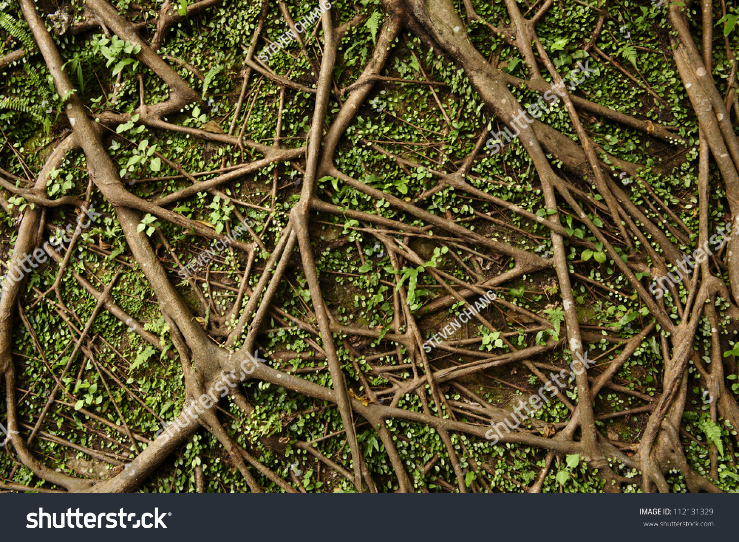 89,143 Tree roots texture Images, Stock Photos & Vectors | Shutterstock