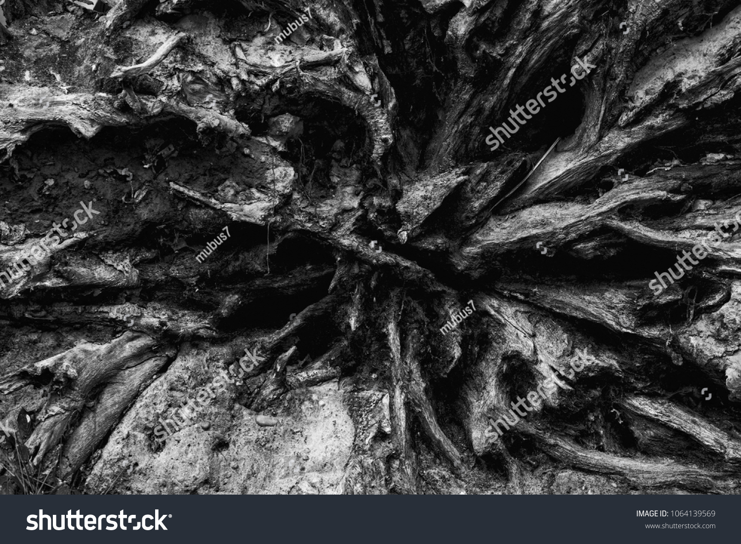 Tree Root Texture Stock Photo 1064139569 | Shutterstock