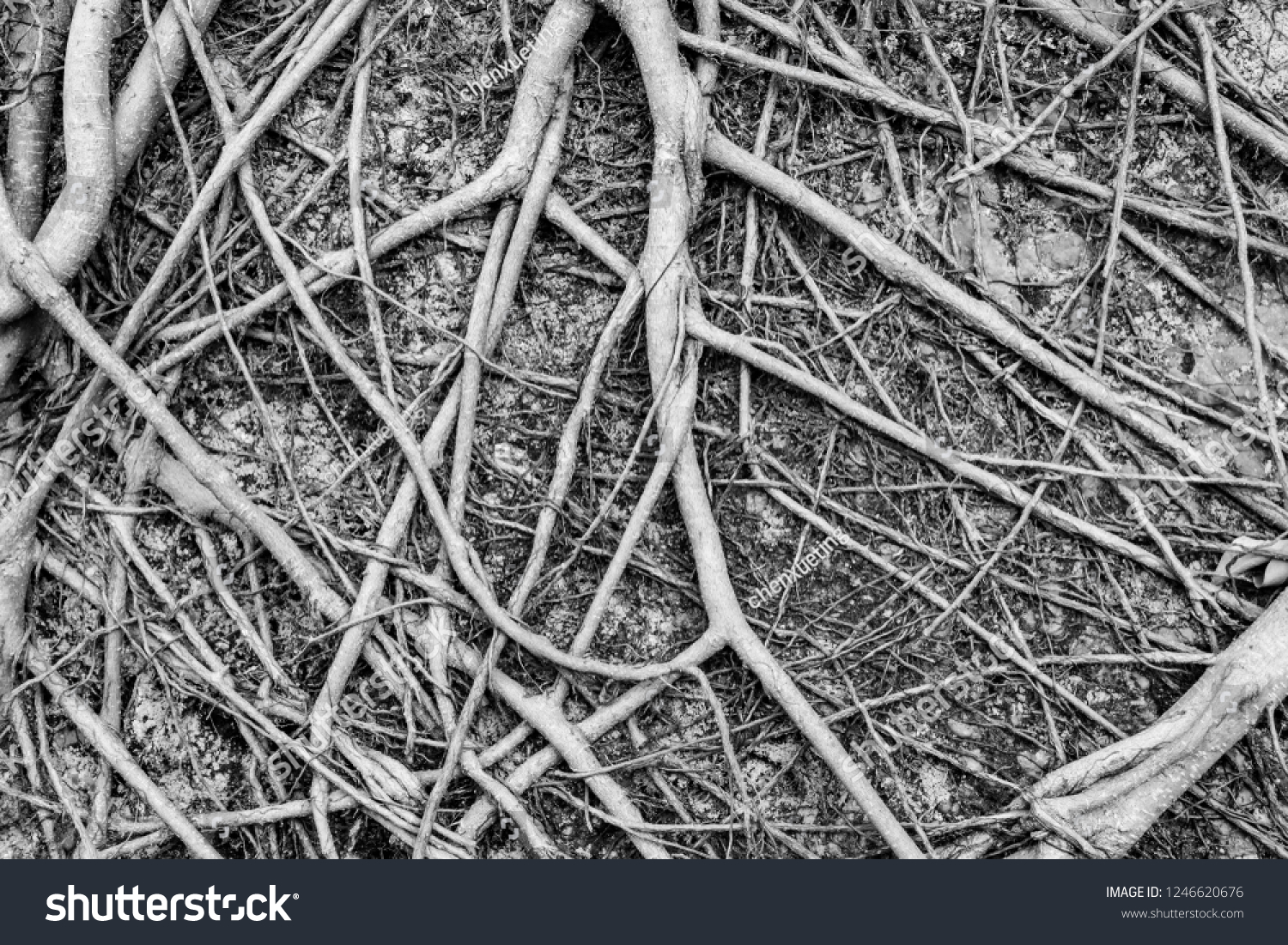 Tree Root Texture Material Stock Photo 1246620676 | Shutterstock