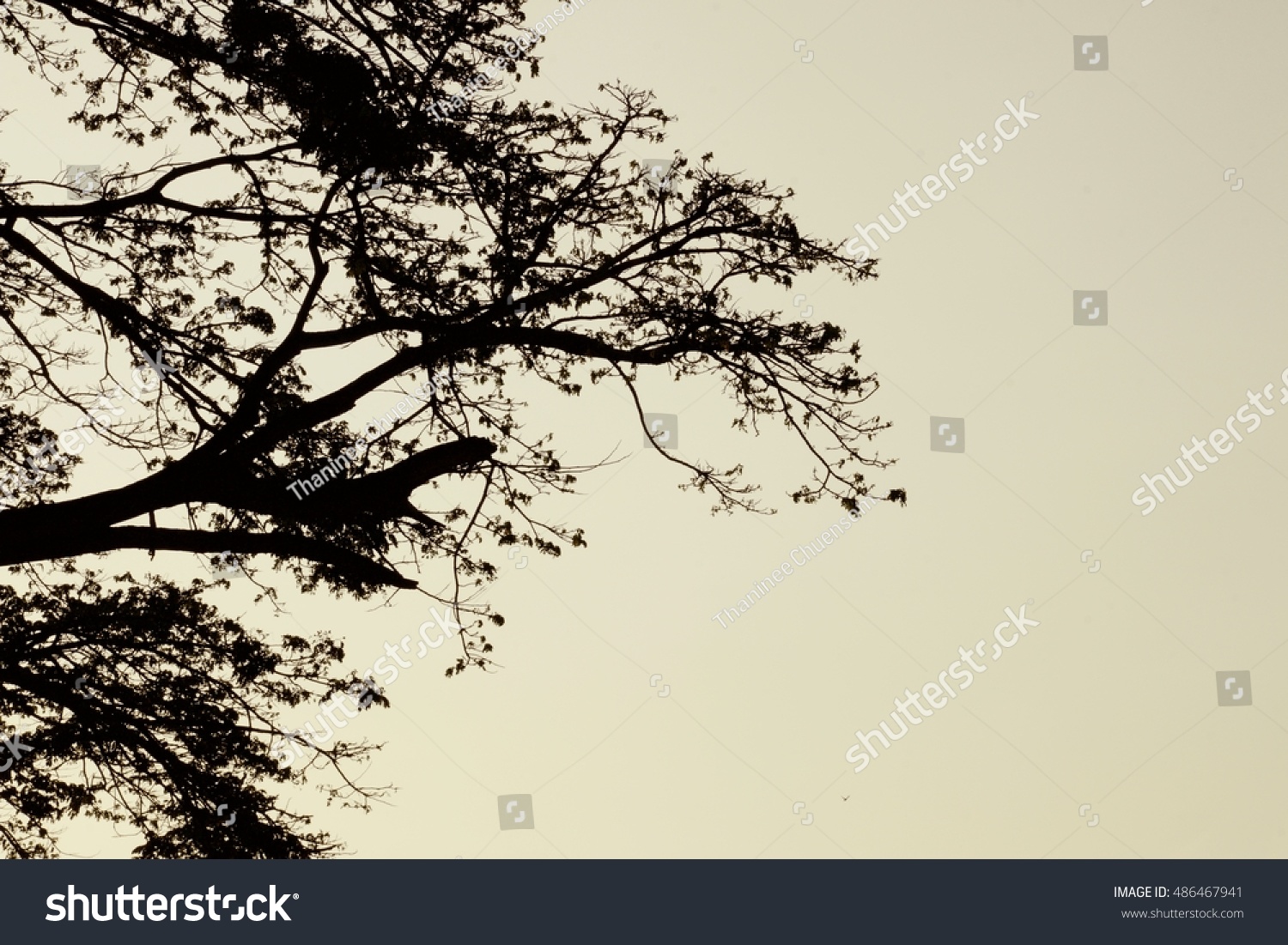 Tree Shadow Sunset Stock Photo (Edit Now) 486467941