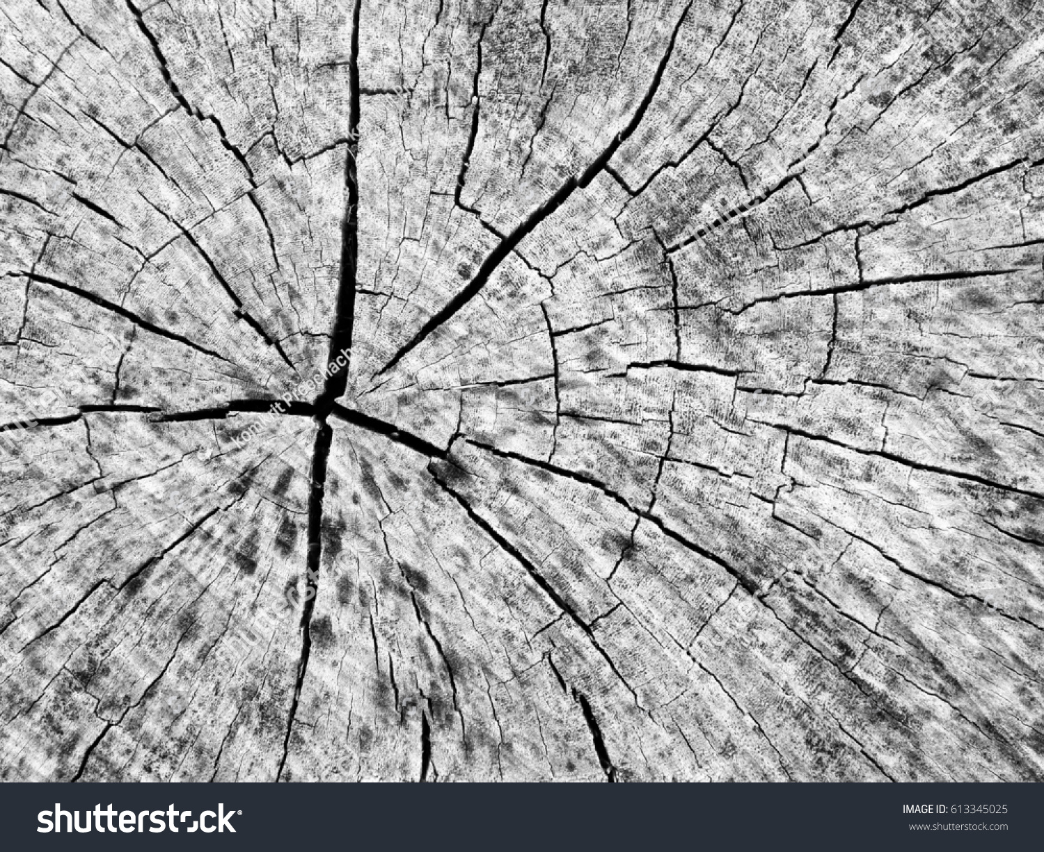 Tree Stump Texture Stock Photo 613345025 | Shutterstock